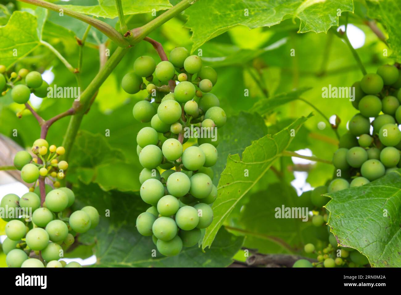 bunches of grapes. unripe grapes. vine and leaves. Green grapes ...