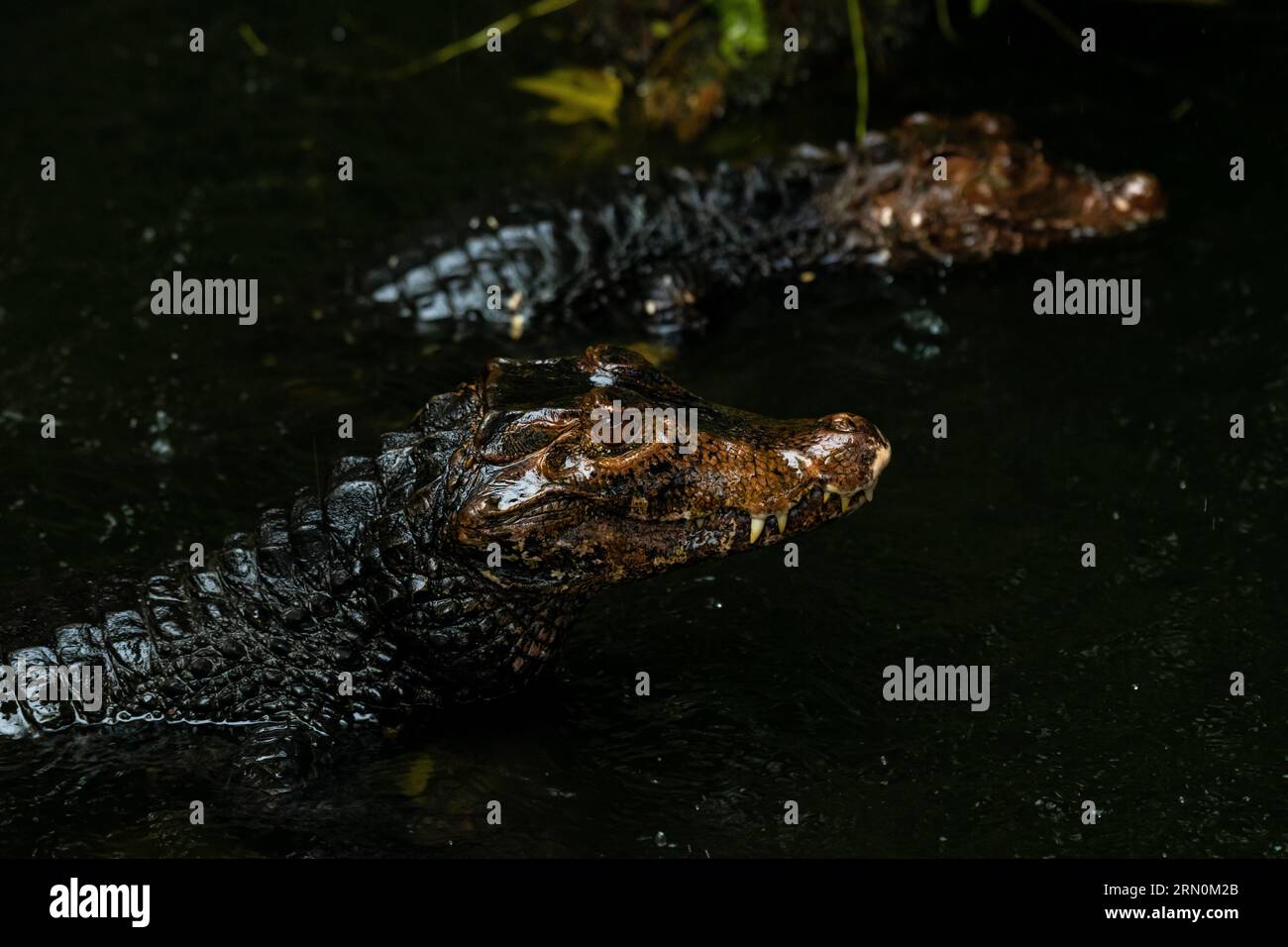Two baby caimans with faces above the water in the river. Rainy day ...