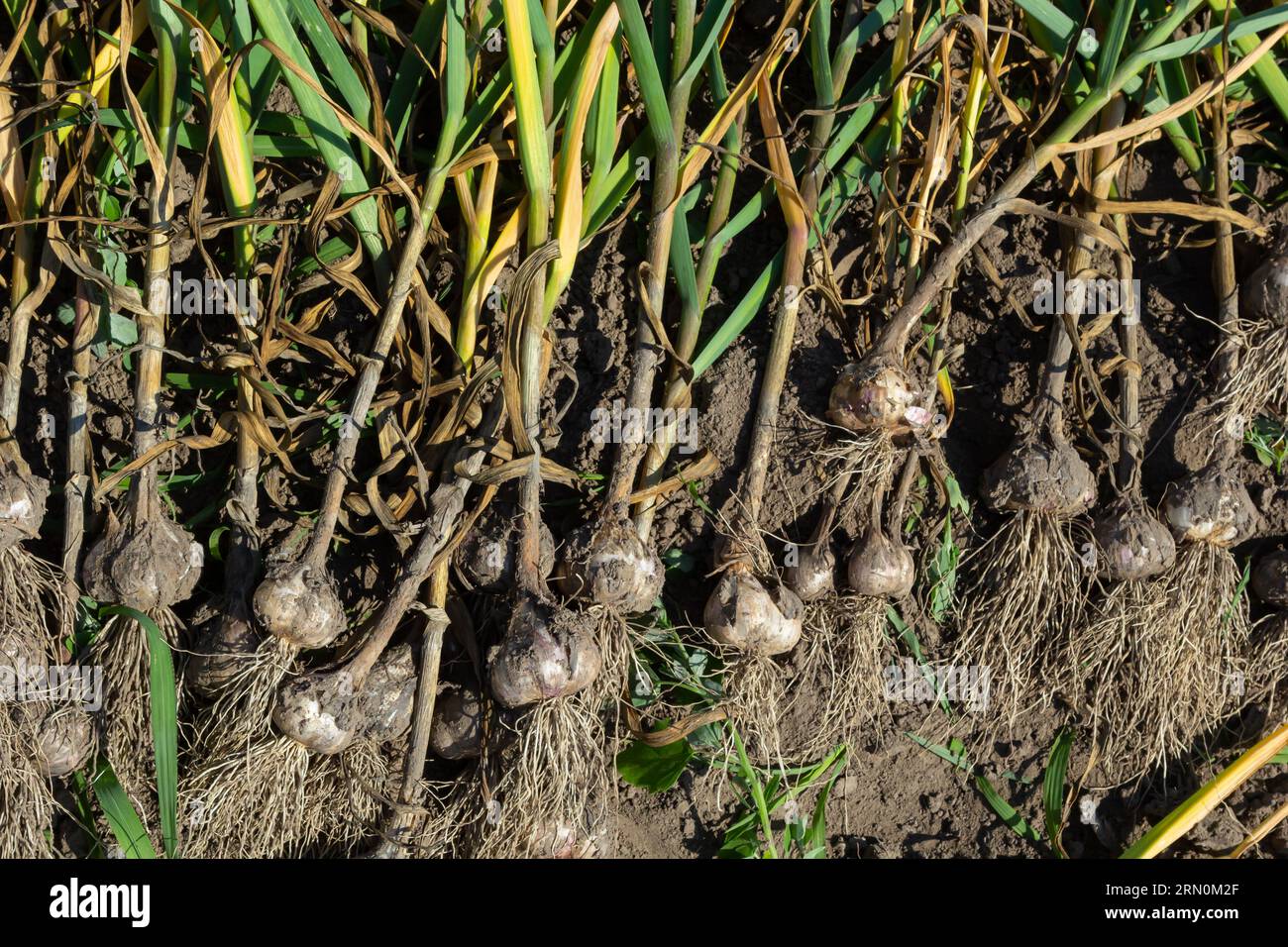 The dug-out garlic is dried on a garden bed on a summer day Stock Photo ...