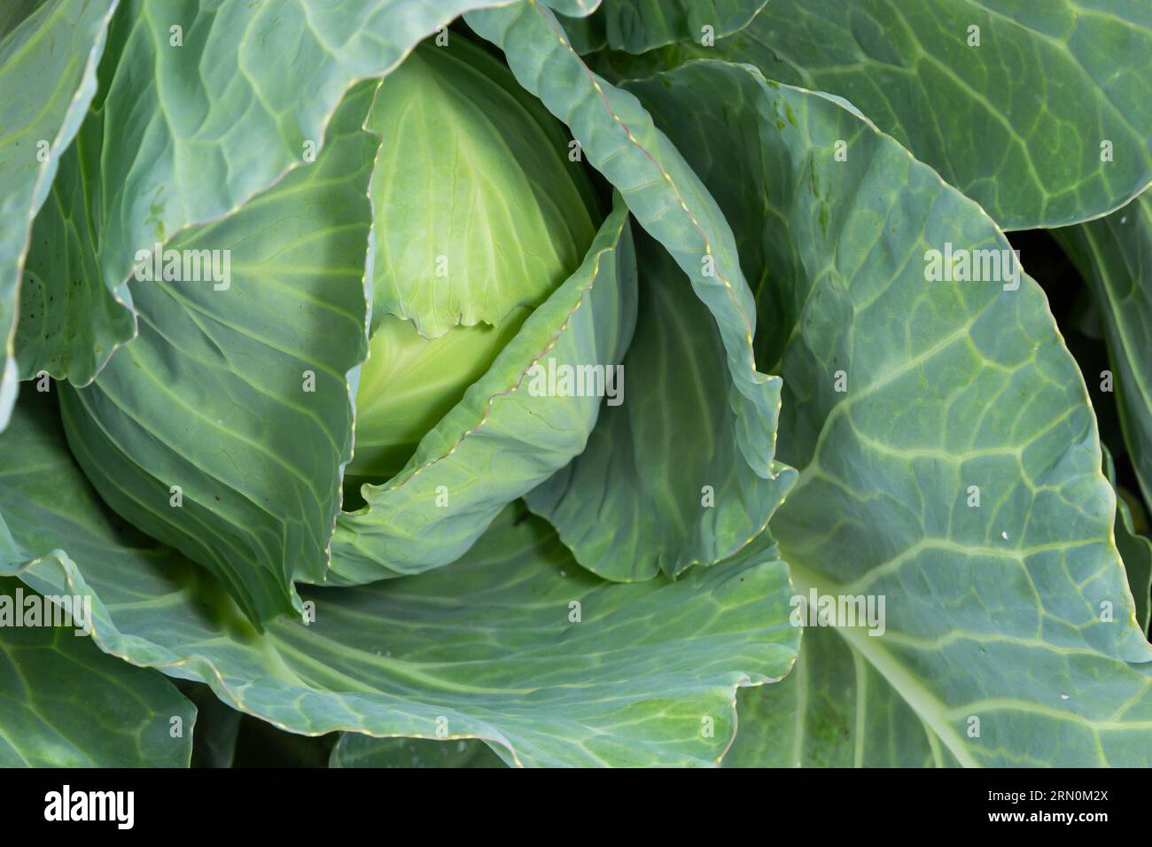 Cabbage grow in the garden. Agriculture. Healthy and healthy food for ...
