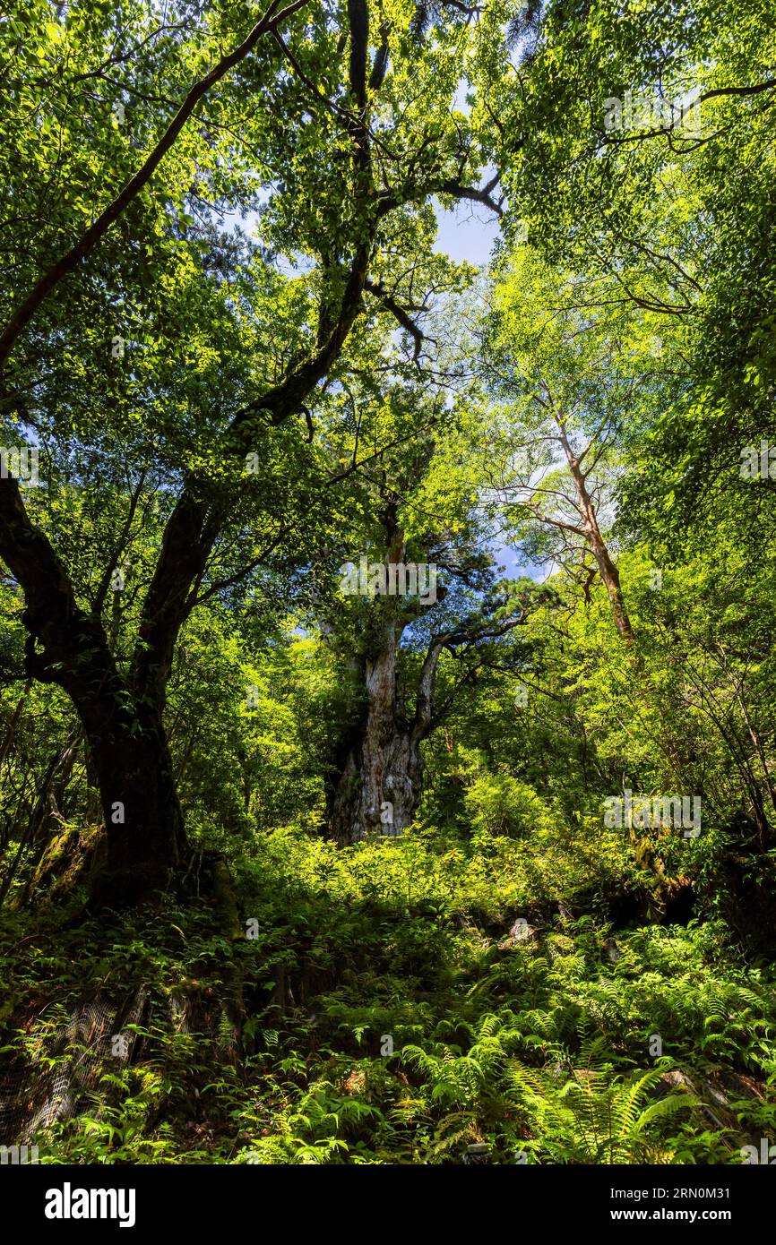 Jomonsugi(Jomon cedar tree), oldest and largest yakushima's cedar ...