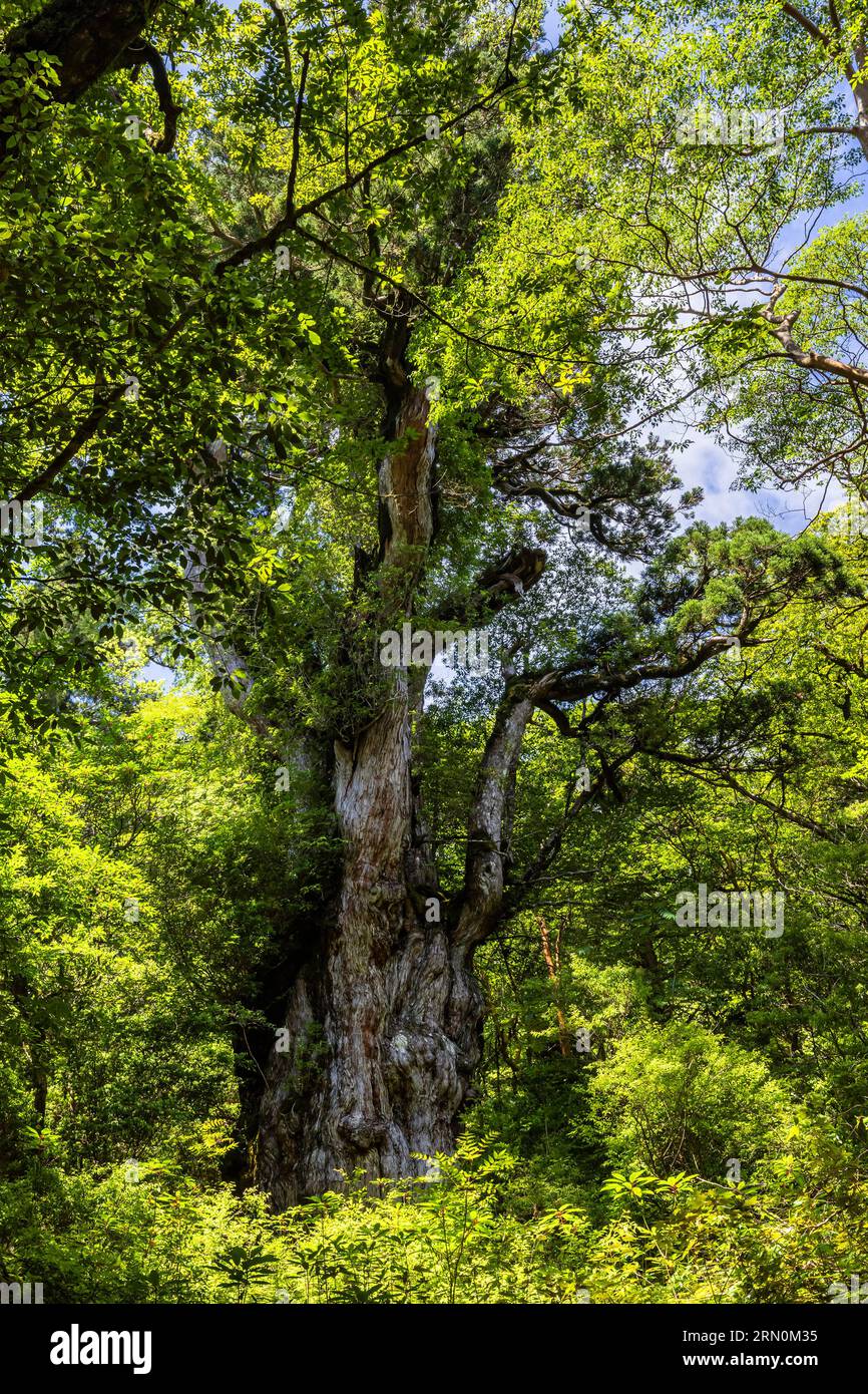Jomonsugi(Jomon cedar tree), oldest and largest yakushima's cedar ...