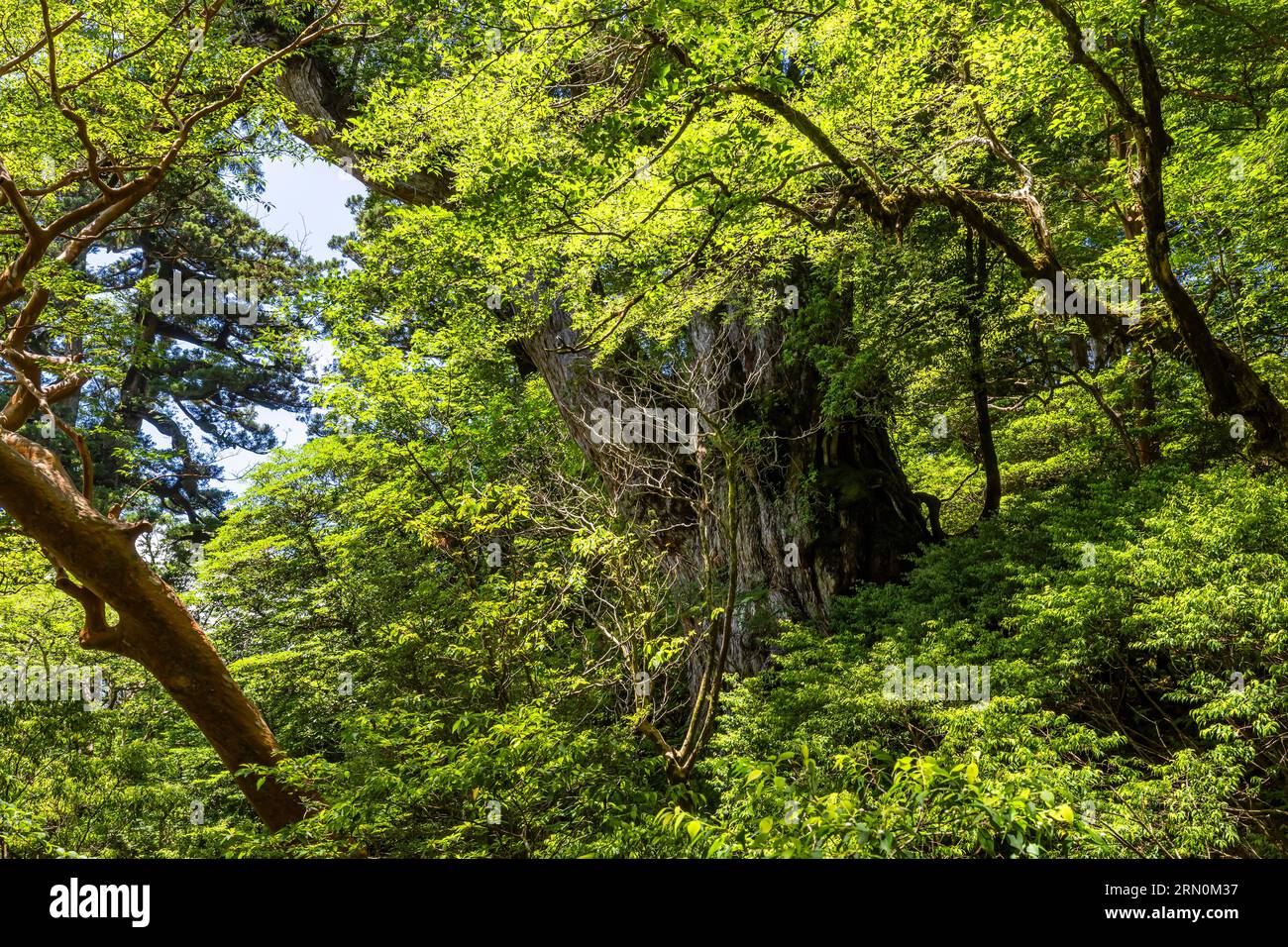 Jomonsugi(Jomon cedar tree), oldest and largest yakushima's cedar ...