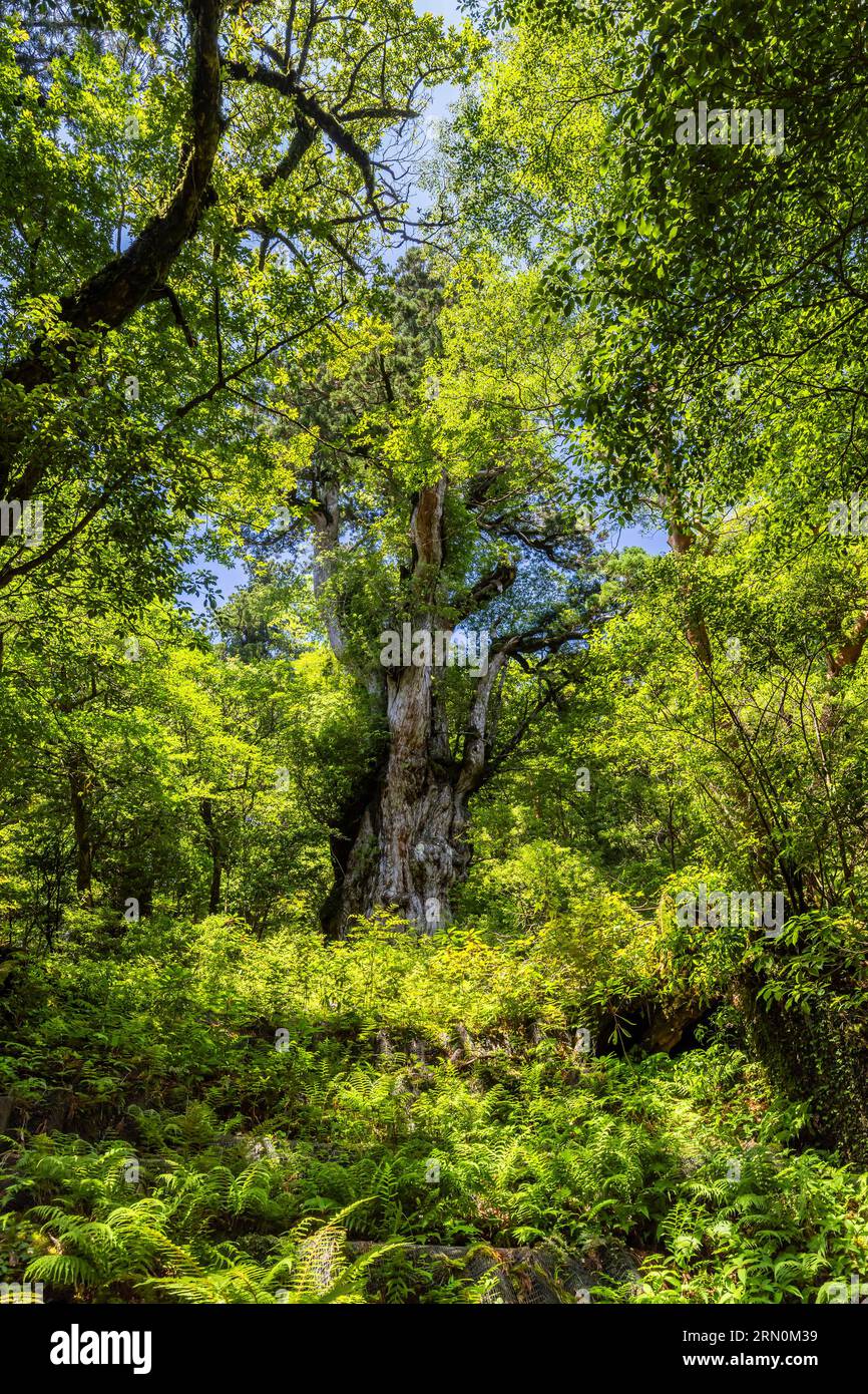 Jomonsugi(Jomon cedar tree), oldest and largest yakushima's cedar ...