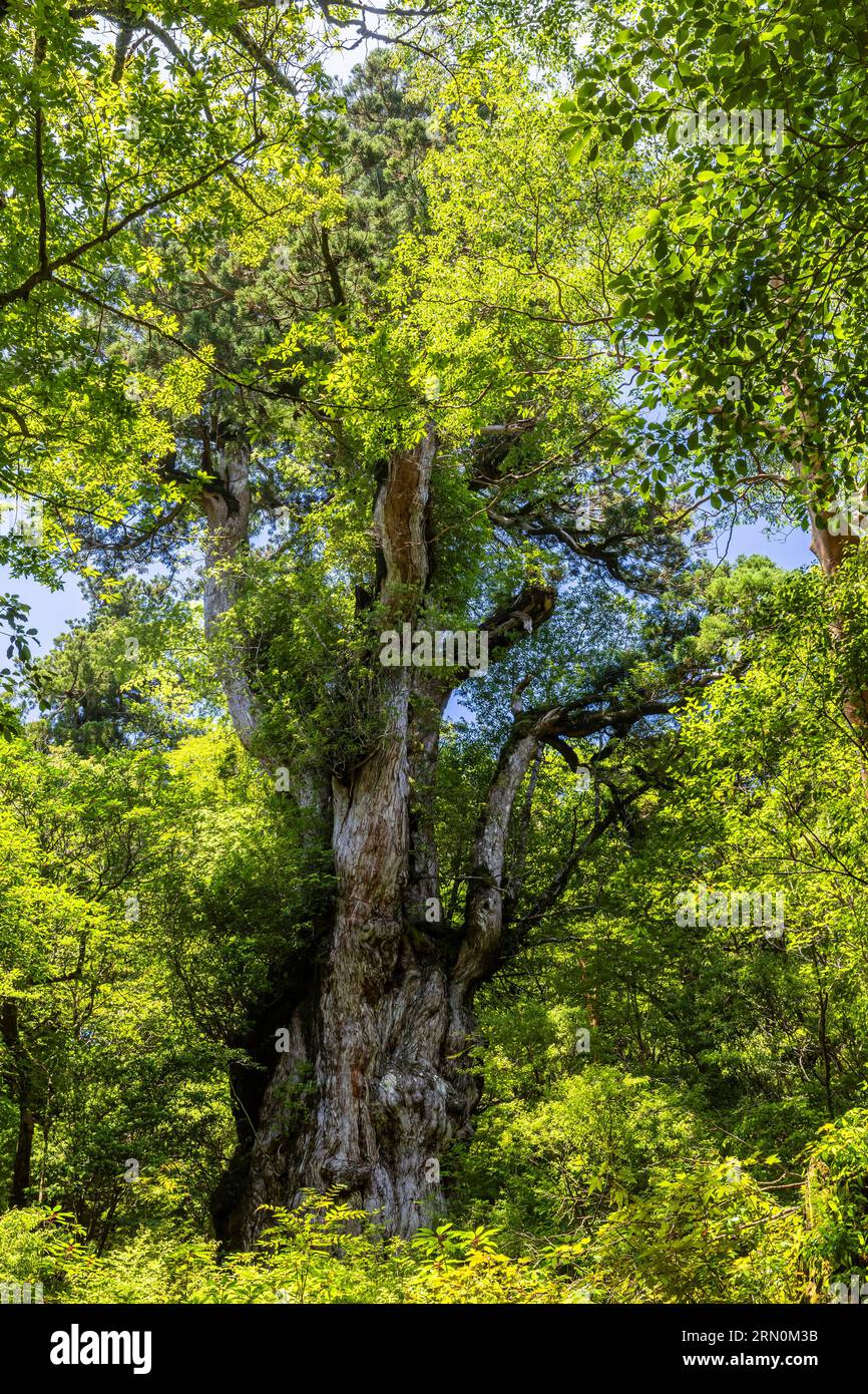 Jomonsugi(Jomon cedar tree), oldest and largest yakushima's cedar ...