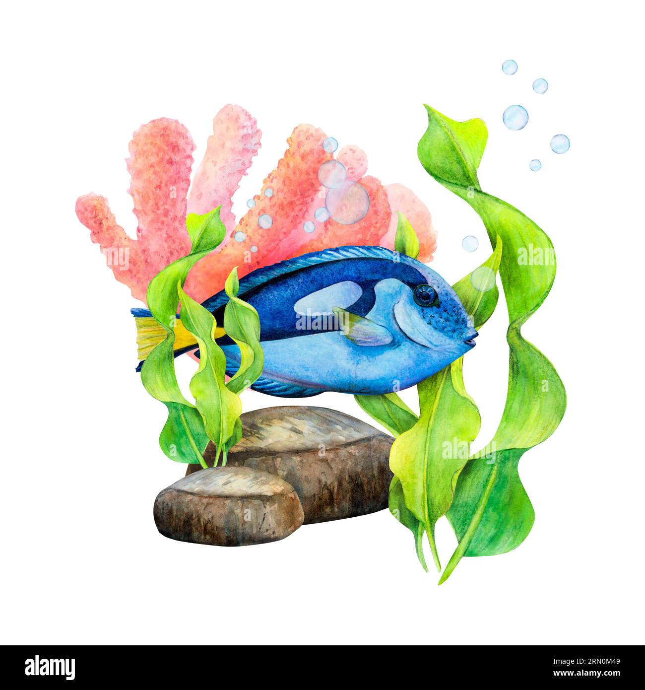 Watercolor drawing set of ribbon algae, bottom stones, coral, air ...