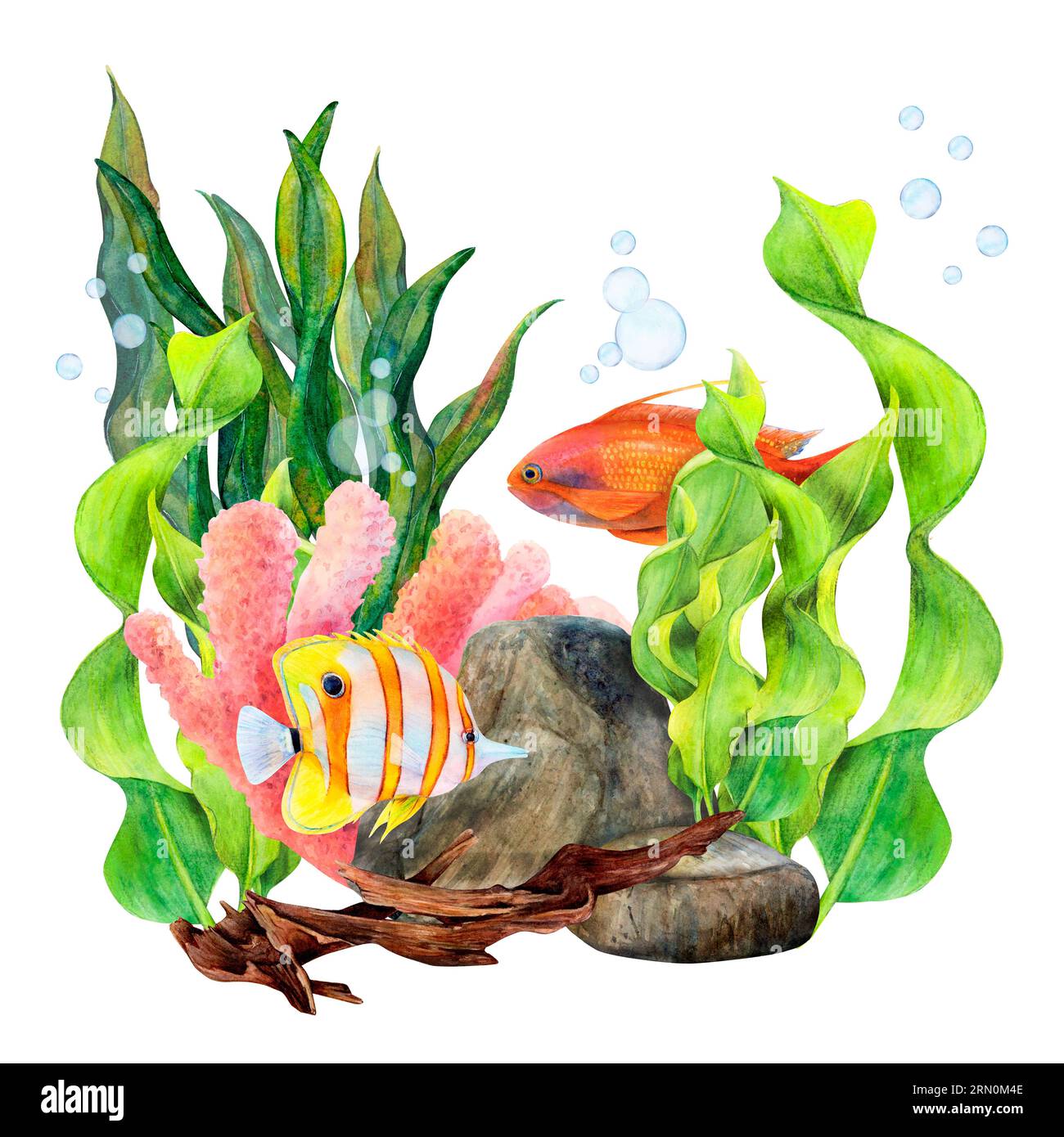 Watercolor drawing of ribbon algae, bottom stones, coral, air bubbles ...