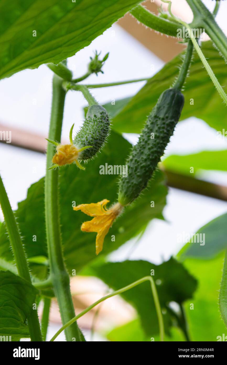 blooming ovary of young fresh organic vegetable, growing cucumbers on ...