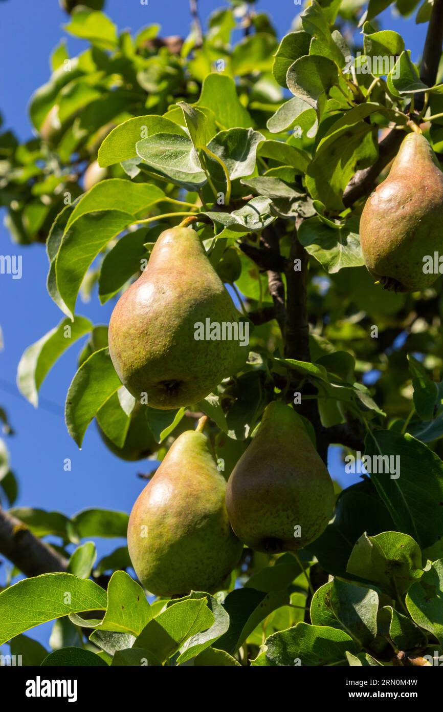 A bunch of pears in the tree. Benefits of pears. Blue sky Background ...