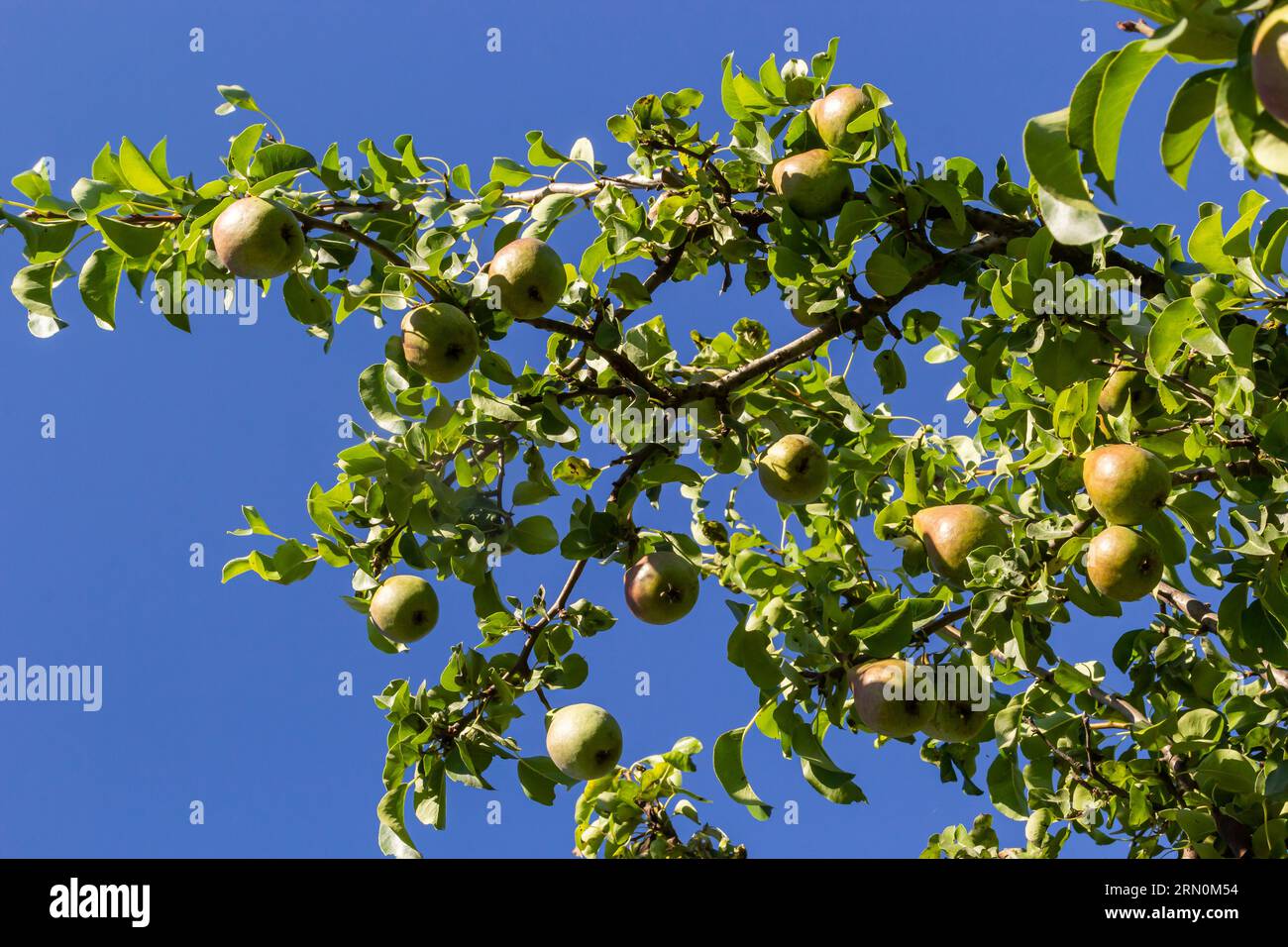 Pears natural growth environment hi-res stock photography and images ...