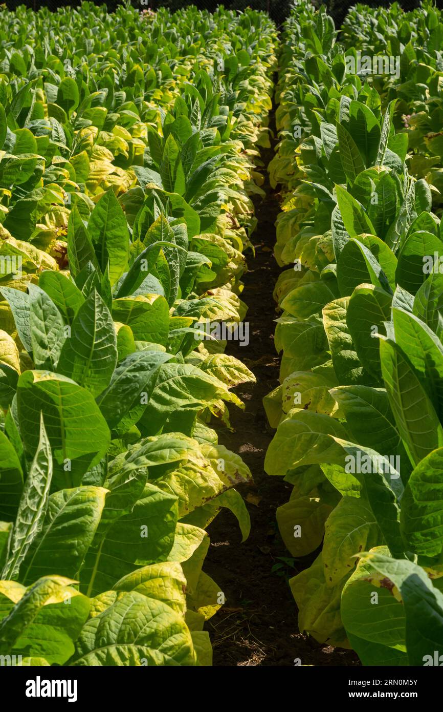 Green leaf tobacco in a blurred tobacco field background, close up ...