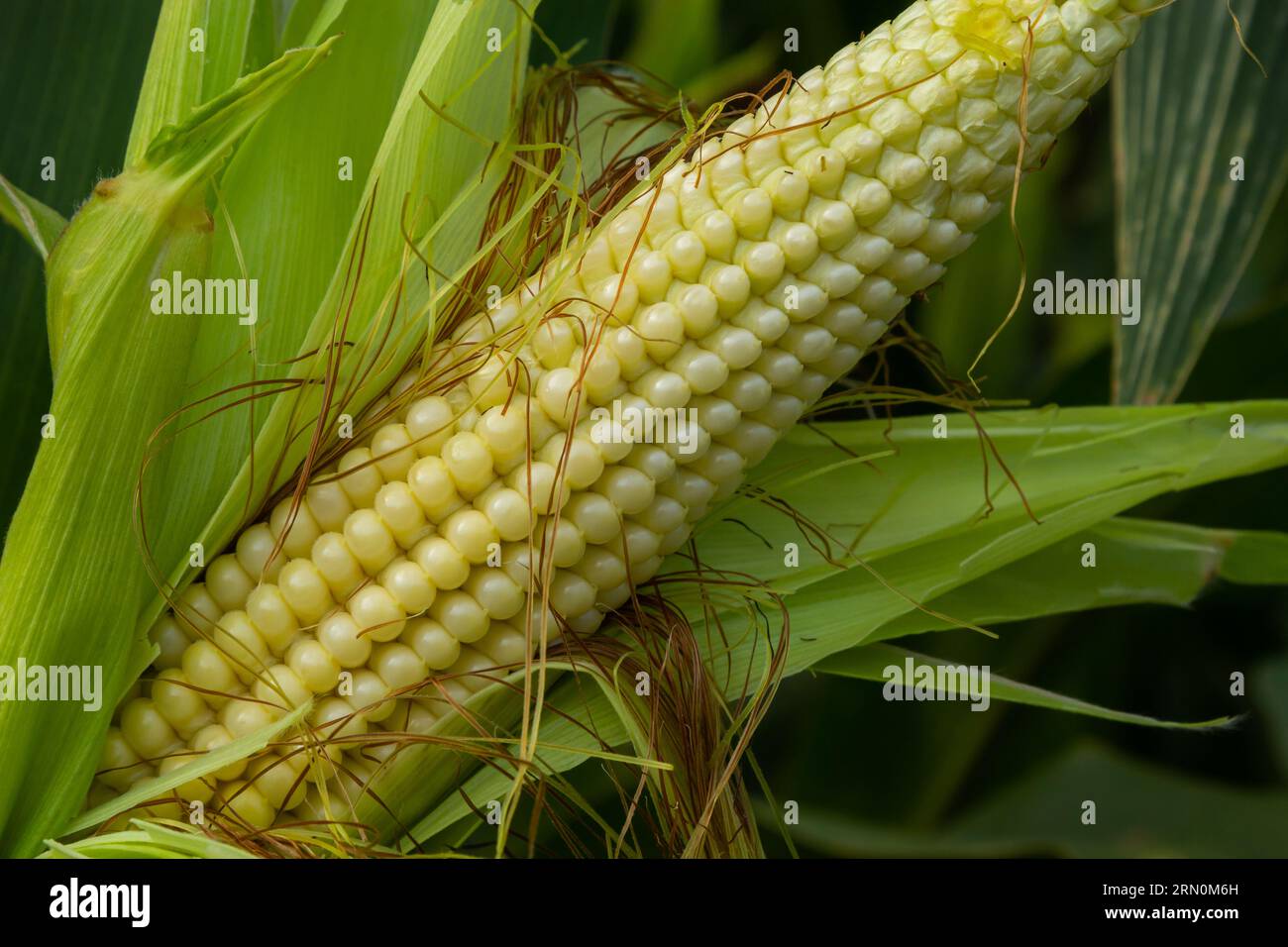 Corn cob in a corn plantation. Main focus is on the corncob. Young and ...