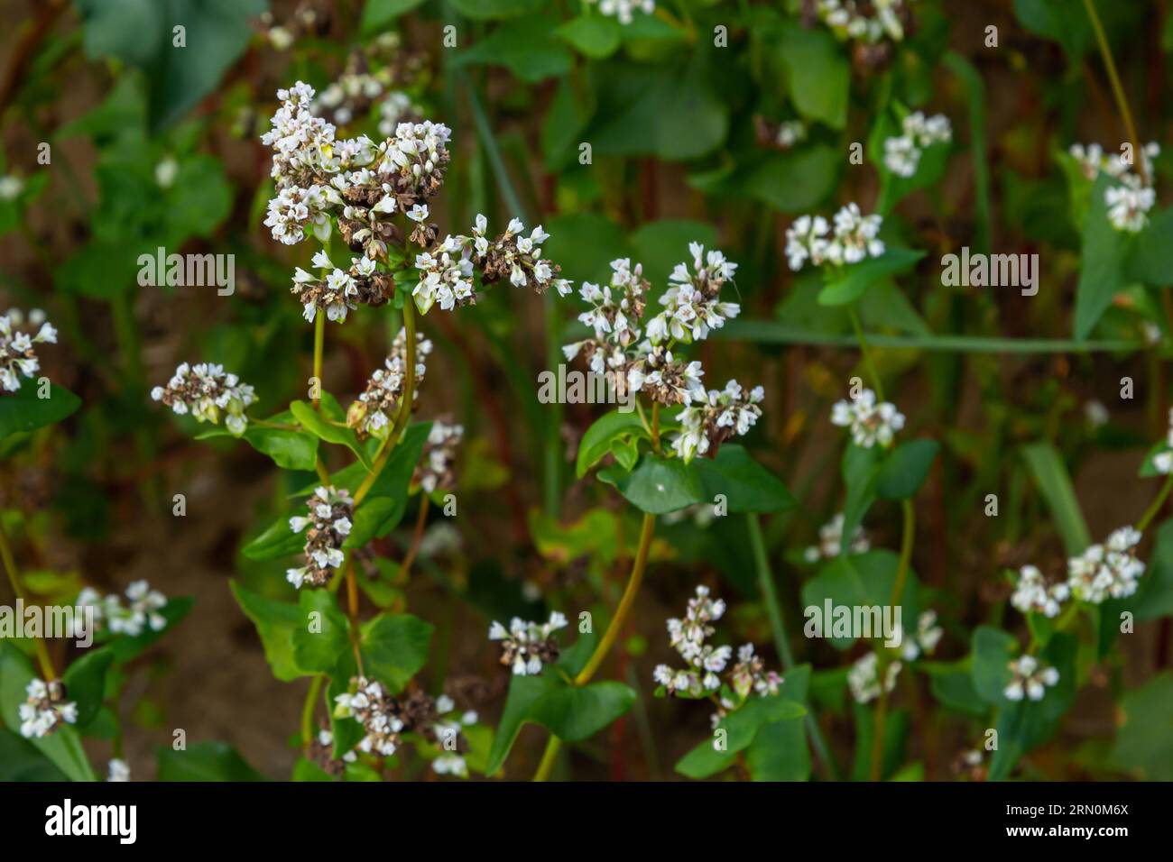 Buckwheat Fagopyrum esculentum in flower on the natural background ...