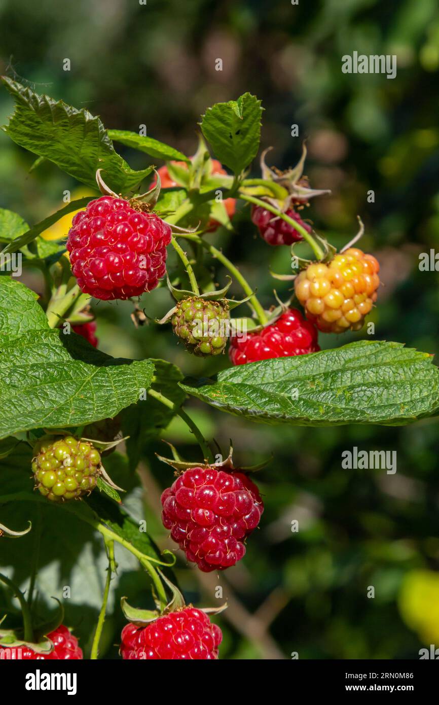 Fruits of raspberry and green leaves on a bush branch Stock Photo - Alamy
