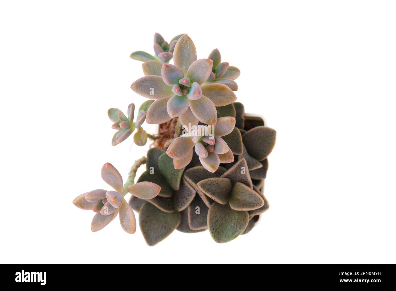 Succulent rosette. Graptosedum Francesco Baldi and Lenophyllum Guttatum ...