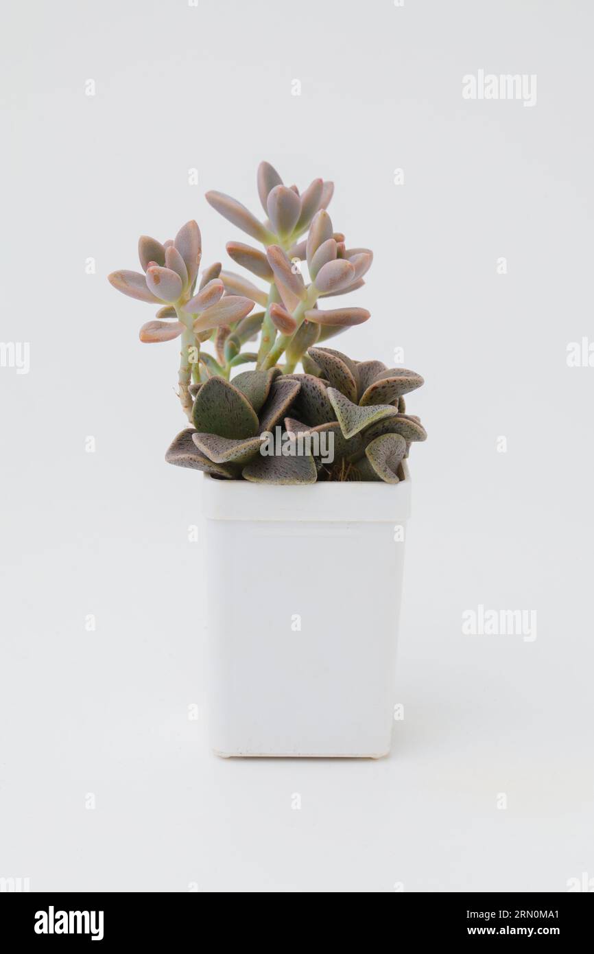 Graptosedum francesco baldi and lenophyllum guttatum in white pot on ...