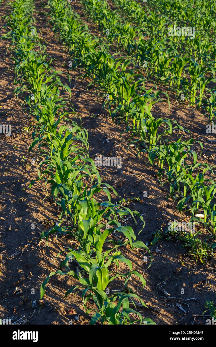 Cornfield with seedlings hi-res stock photography and images - Alamy