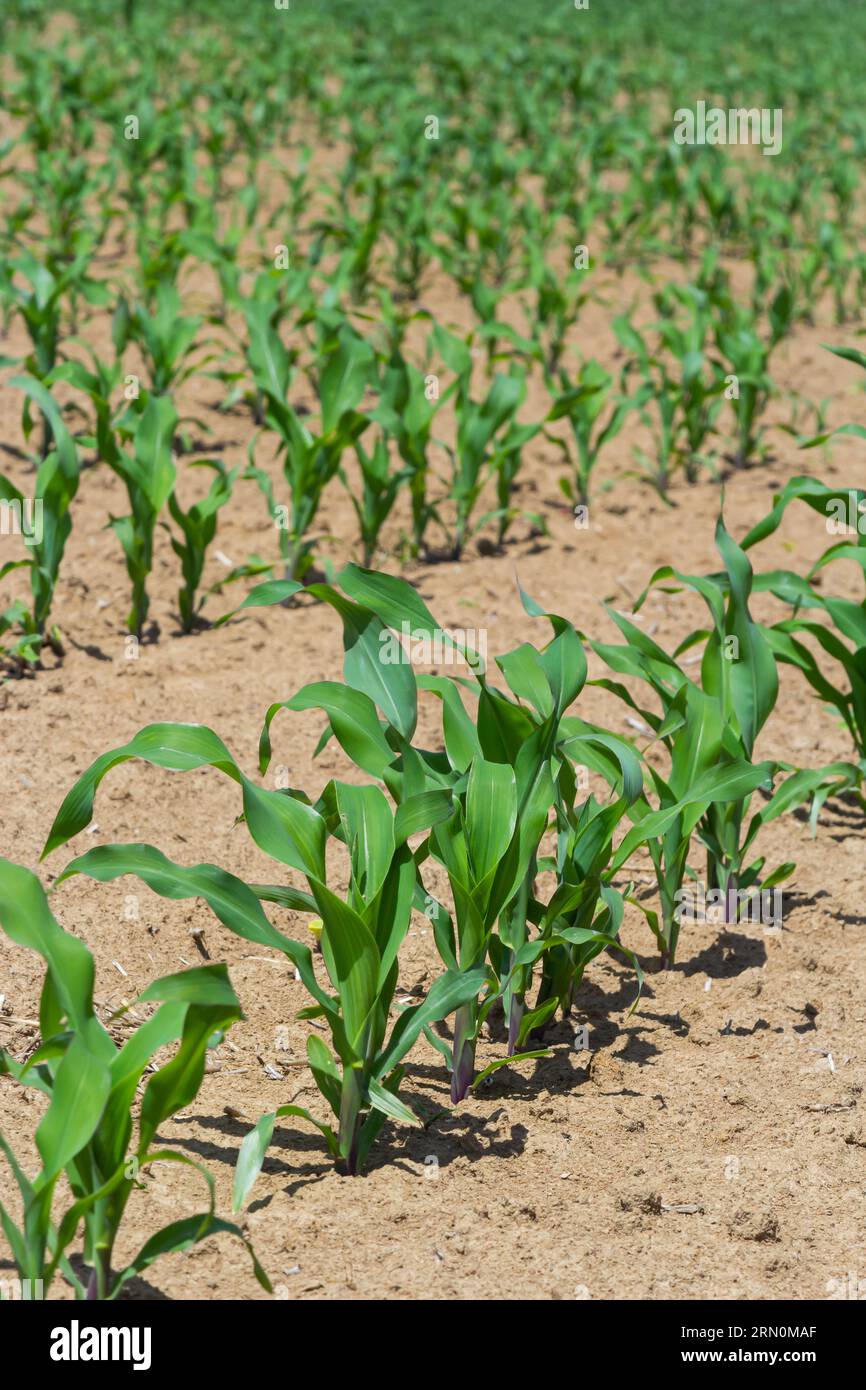 Rows of corn sprouts beginning to grow. Young corn seedlings growing in ...