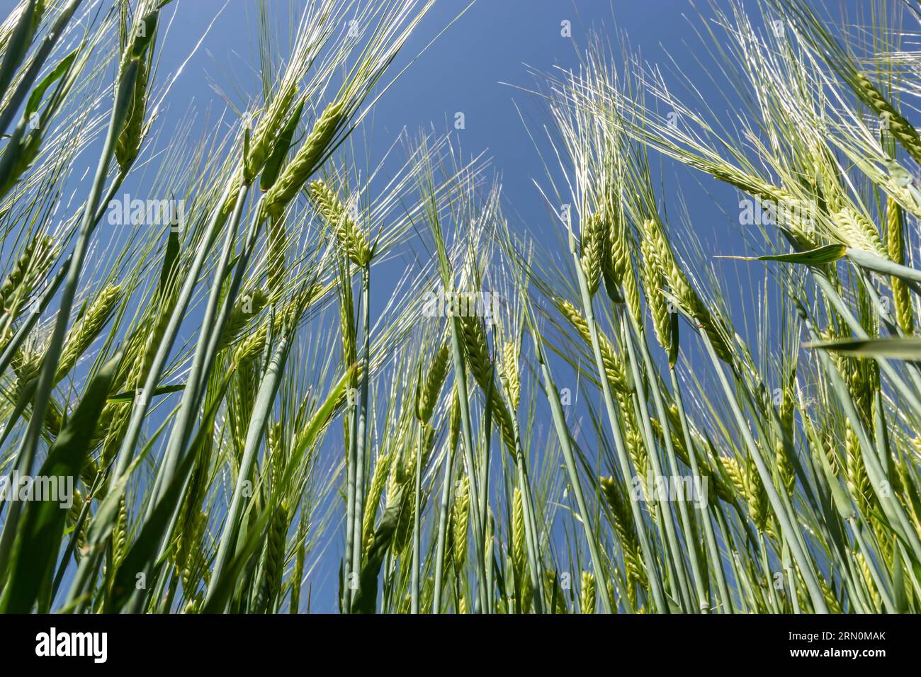 Early summer wheat crop blowing in the breeze .Traditional green wheat crops unique natural ...