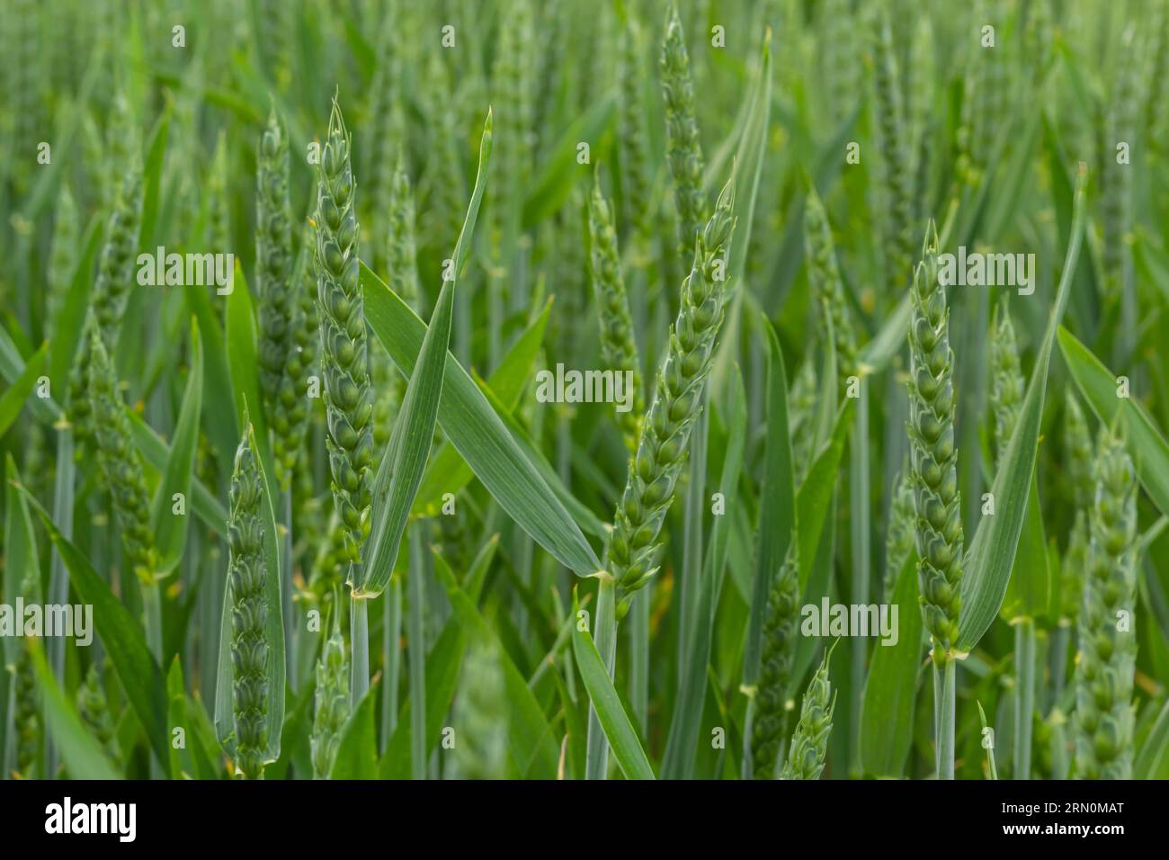 agricultural field where green rye grows, agriculture for obtaining ...