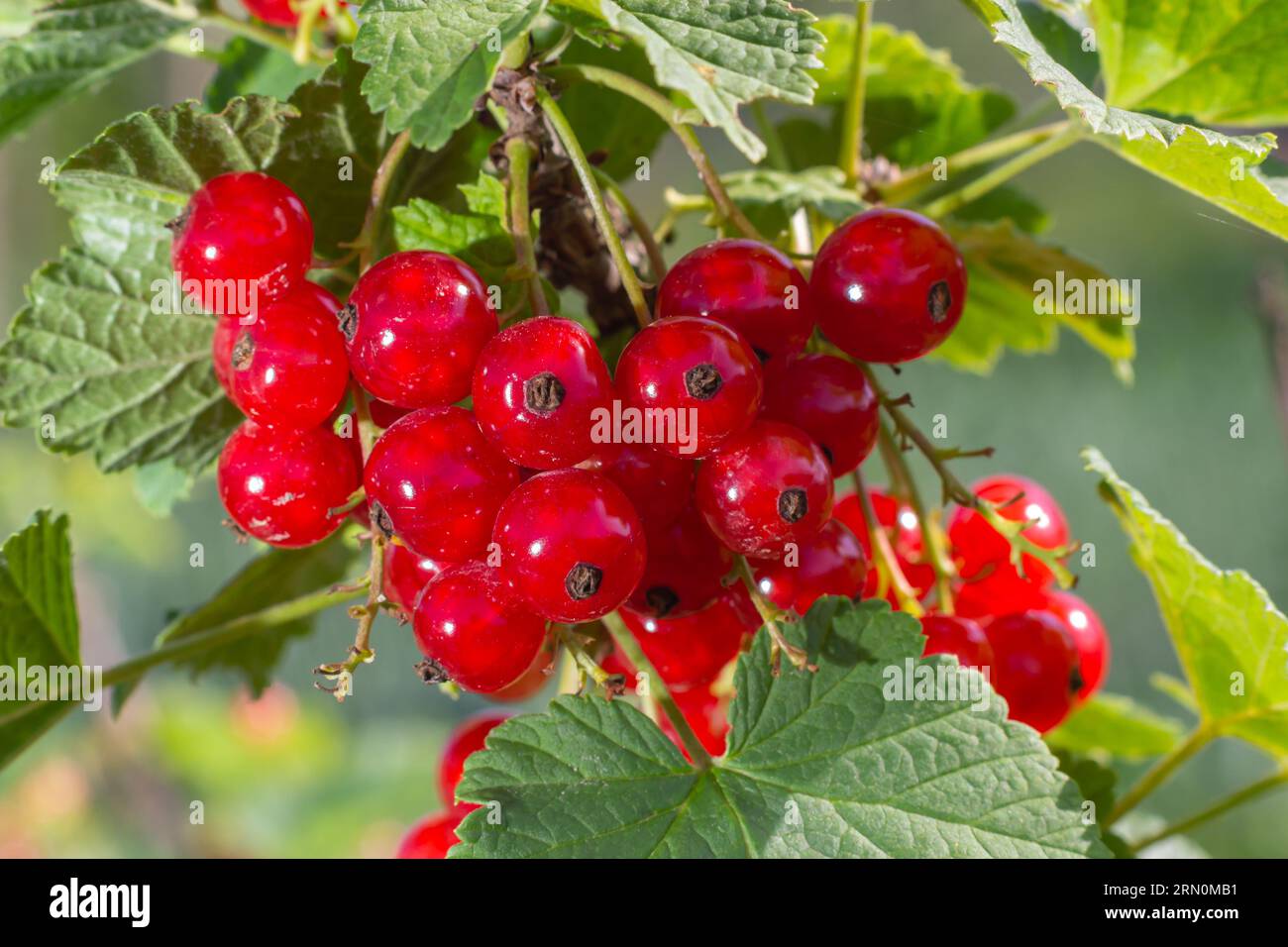red currant grows on a bush in the garden, berry, harvest, summer ...