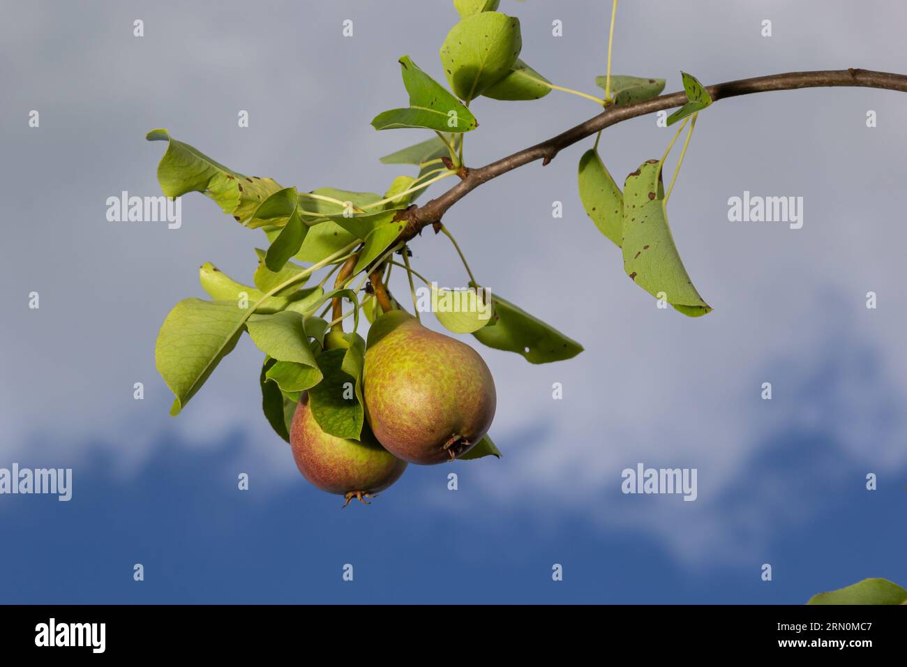 A bunch of pears in the tree. Benefits of pears. Blue sky Background ...