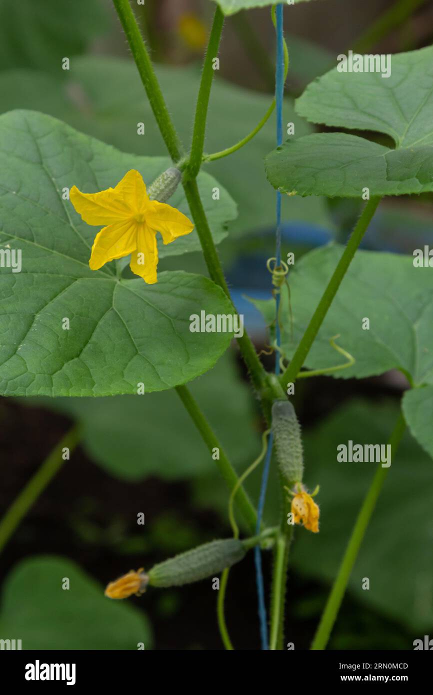 blooming ovary of young fresh organic vegetable, growing cucumbers on ...
