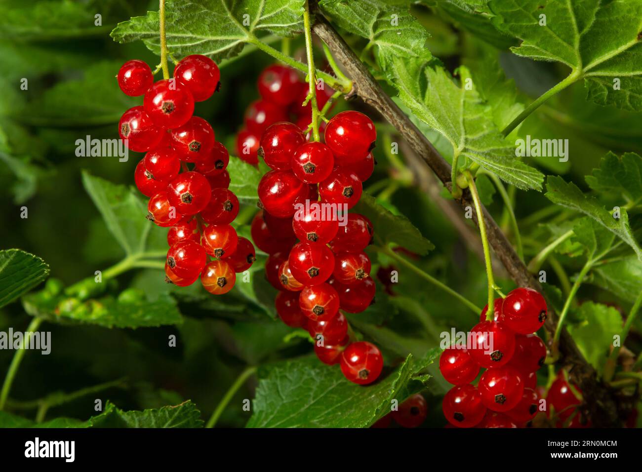 branch of ripe red currant in a garden on green background Stock Photo ...