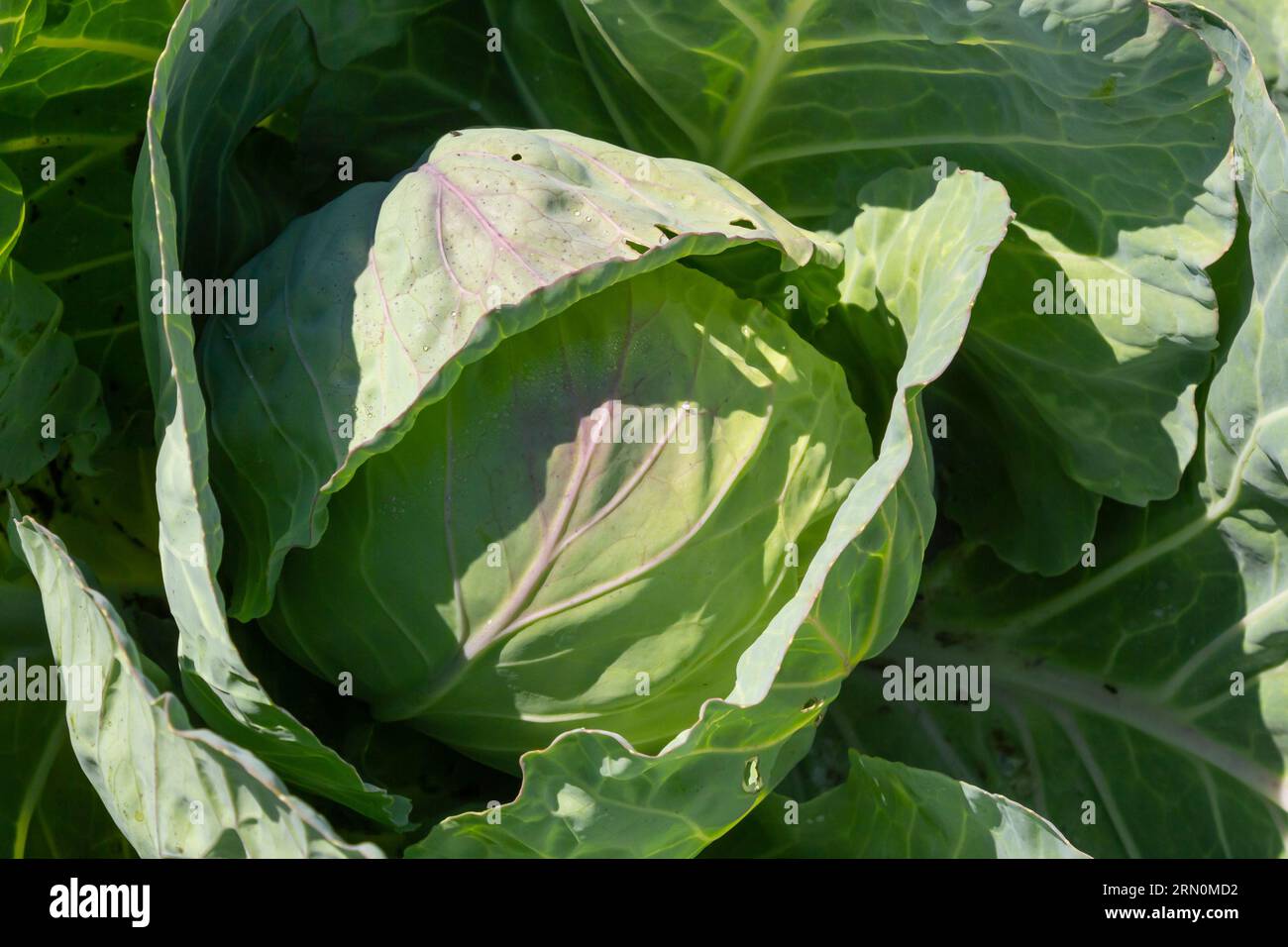 Cabbage grow in the garden. Agriculture. Healthy and healthy food for ...