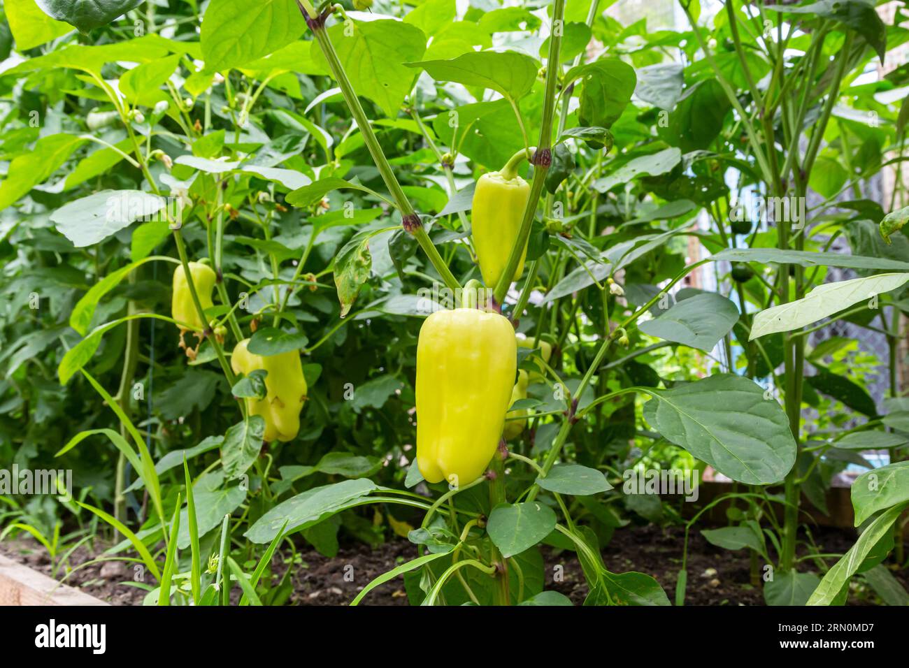 Pepper Plants in the pepper farm or field. Bell, Capia or chili peppers ...