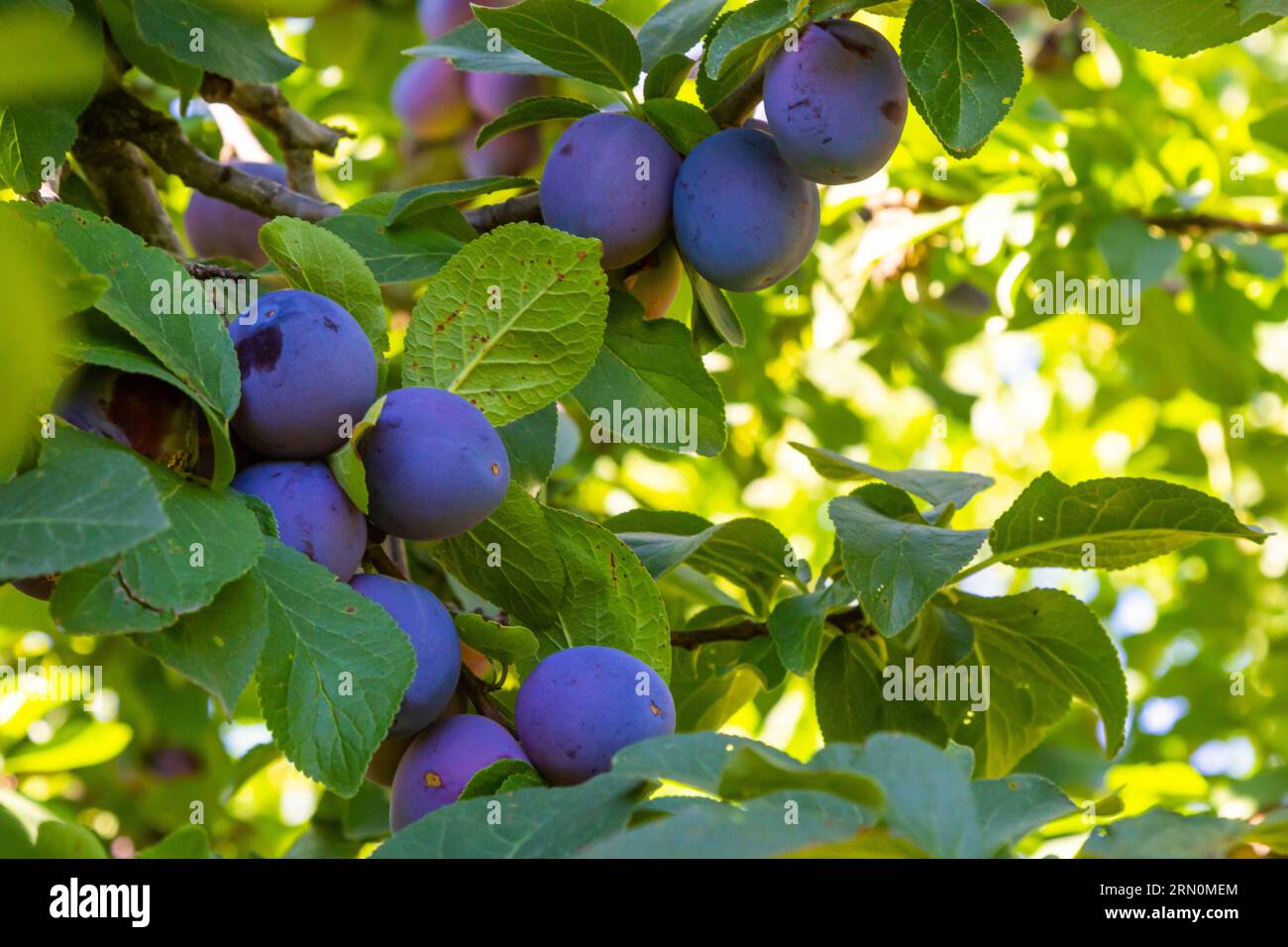 On a branch of a tree are mature plums of blue color Stock Photo - Alamy