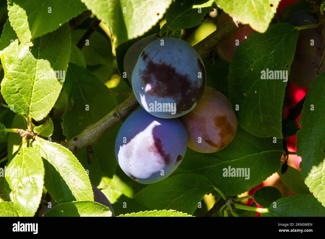 On a branch of a tree are mature plums of blue color Stock Photo - Alamy