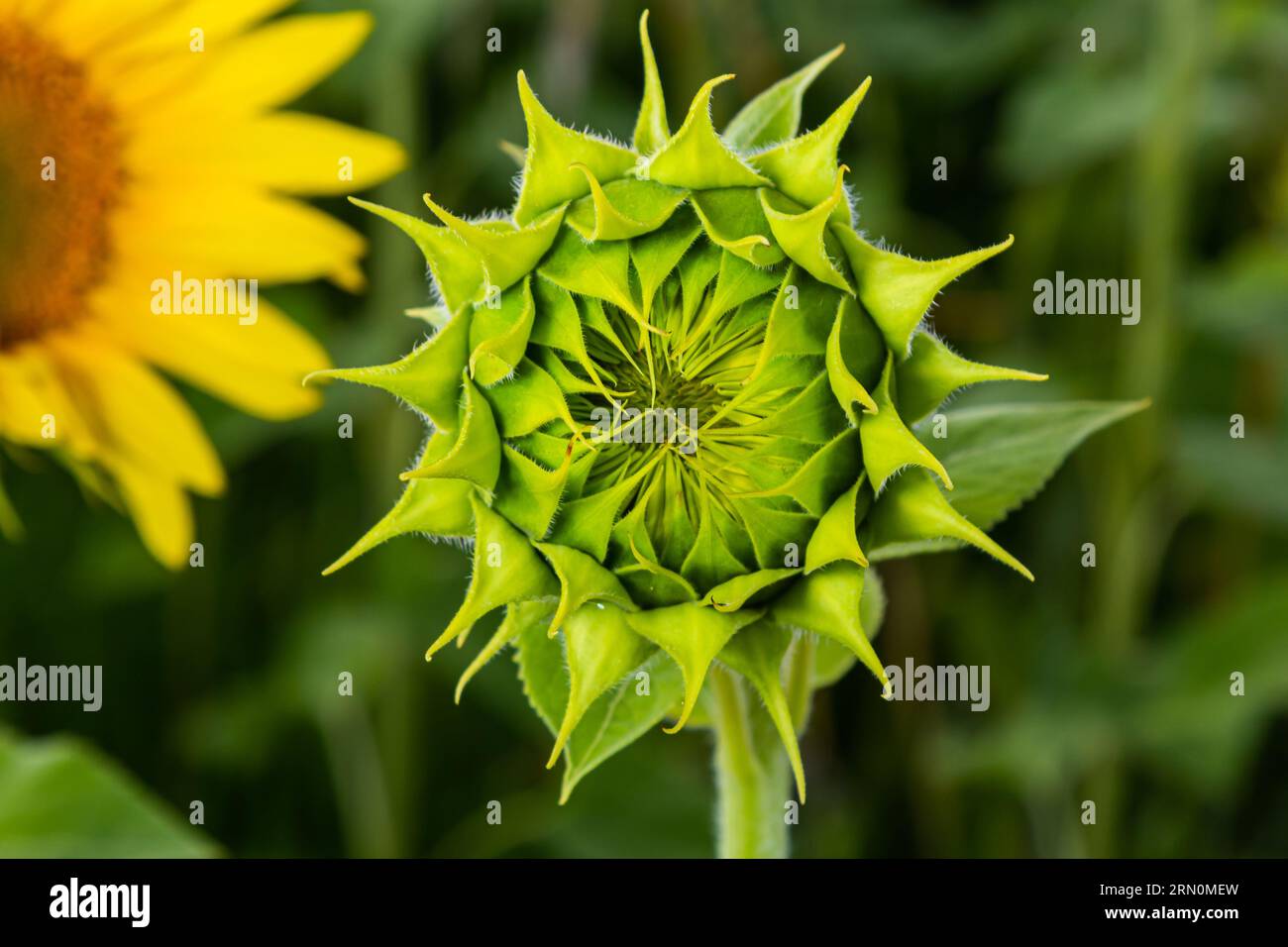 Close up young sunflower the flower is not fully grown in the field and ...