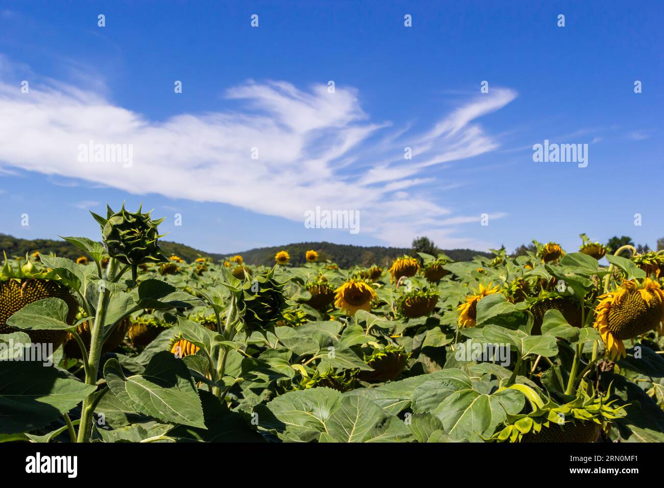 Sunflower heads drooping full of seeds to be harvest at the end of the ...