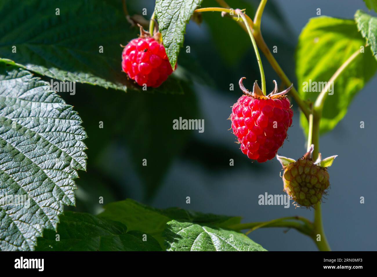 Branch of ripe raspberries in garden. Red sweet berries growing on ...