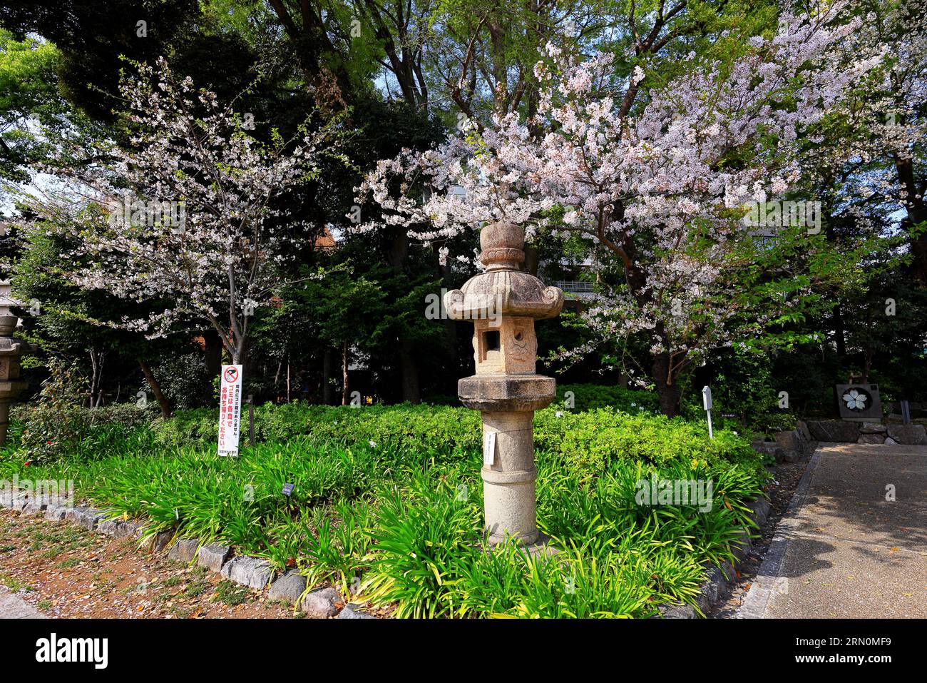 Yasukuni Jinja (Shinto-style shrine) with spring cherry blossom (sakura ...
