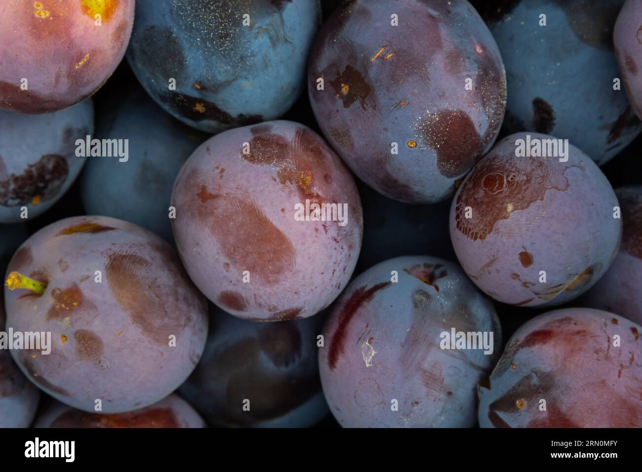 Ripe plums. Plums with a few leaves. Close up of fresh plums, top view ...