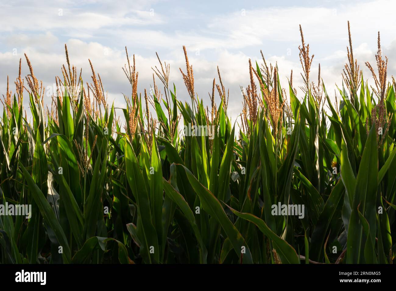 Corn or maize field in organic land agriculture Stock Photo - Alamy