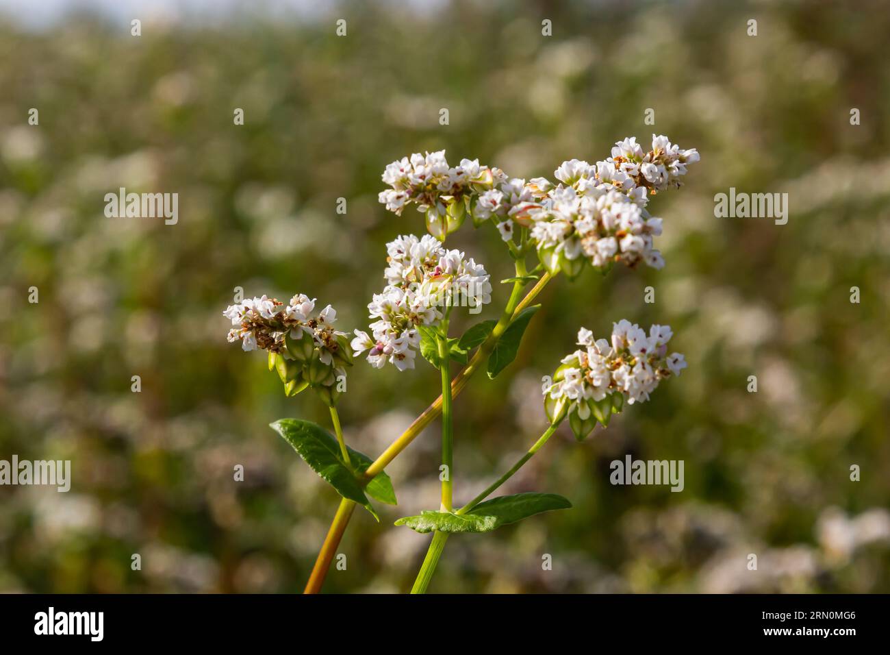 Buckwheat Fagopyrum esculentum in flower on the natural background ...