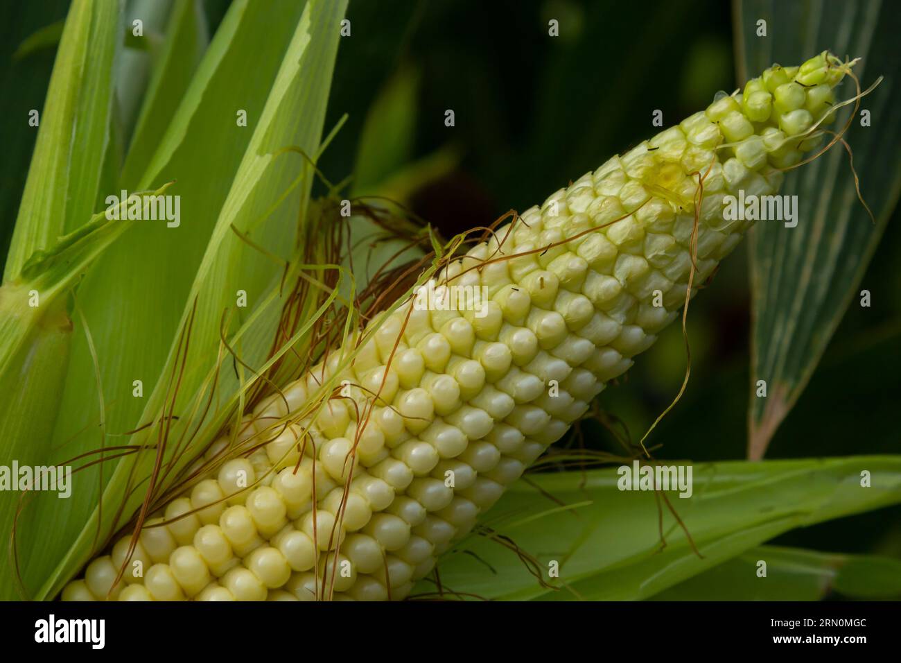 Corn Plantation Food. close up of a corn field in the countryside, many ...