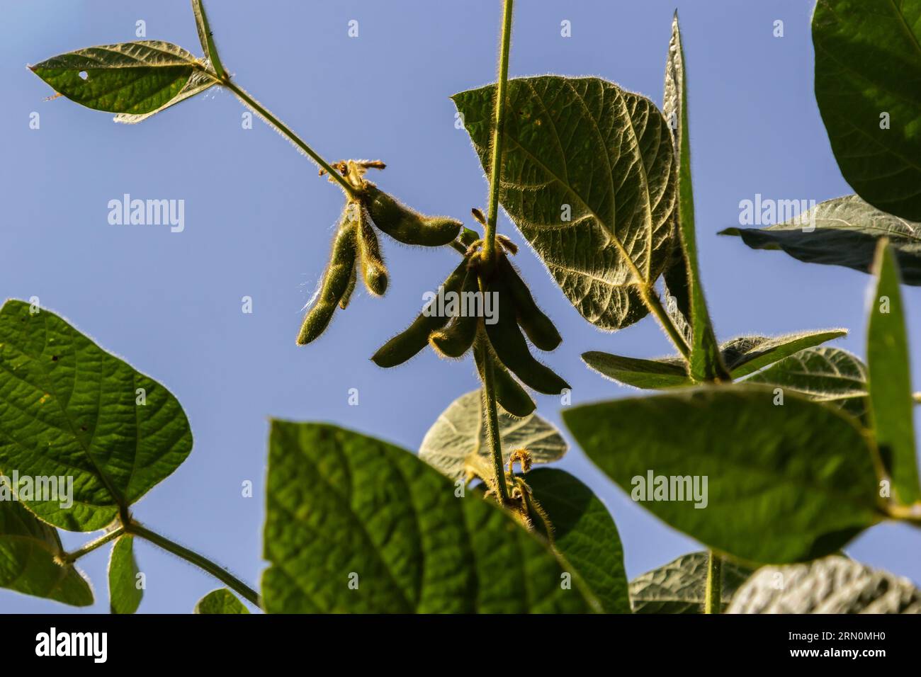 Soybean pods on soybean plantation, on blue sky background, close up ...