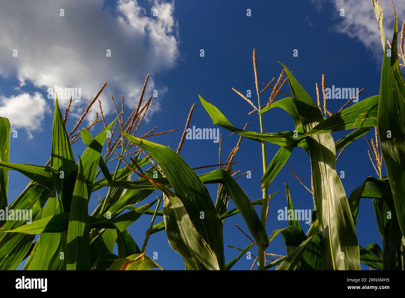 Corn Plantation Food. close up of a corn field in the countryside, many ...