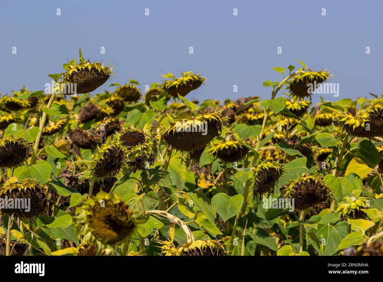 Drooping sunflower hi-res stock photography and images - Alamy