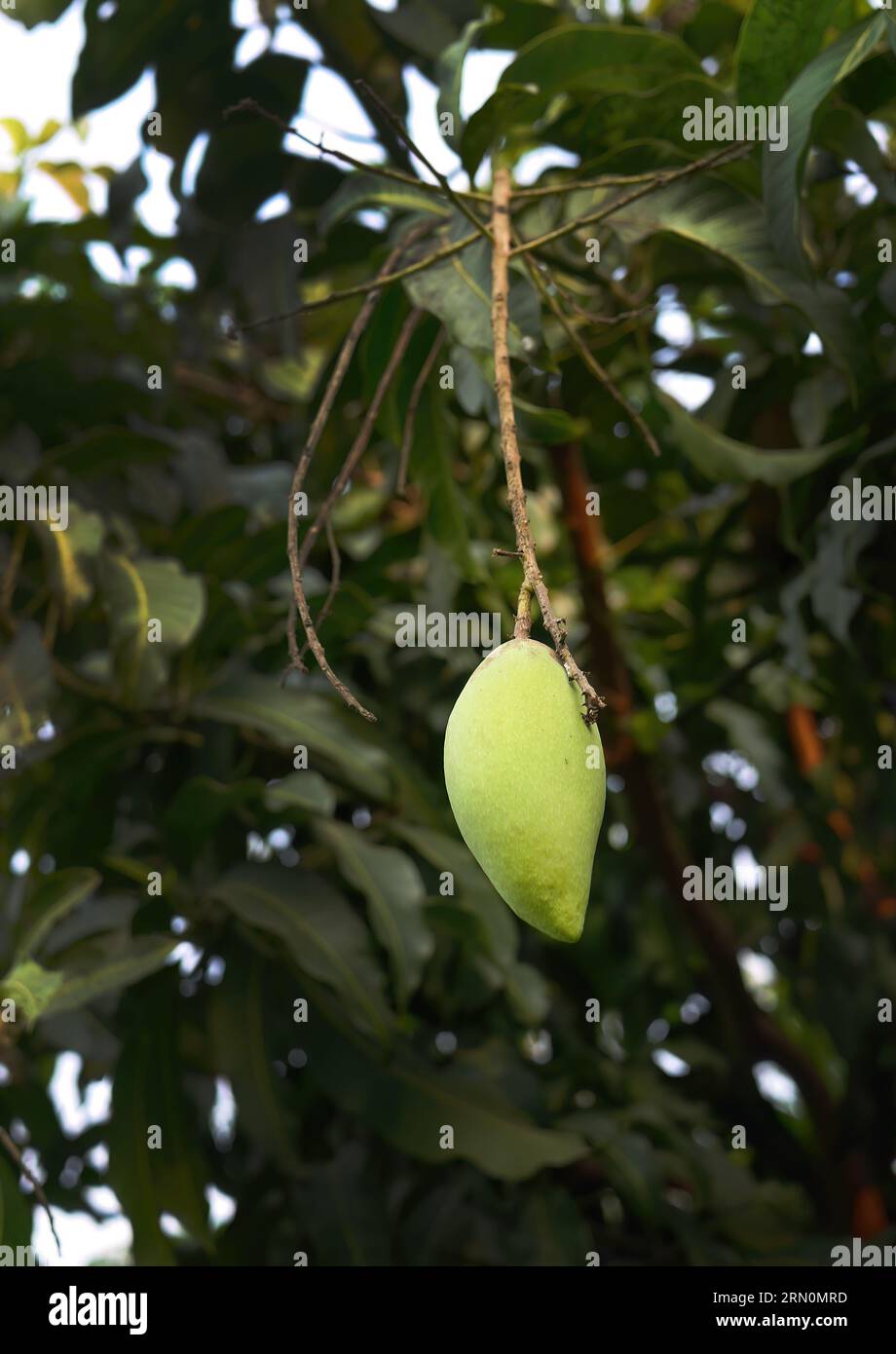 A single raw mango fruit hanging on a mango tree, young mango, sour or ...