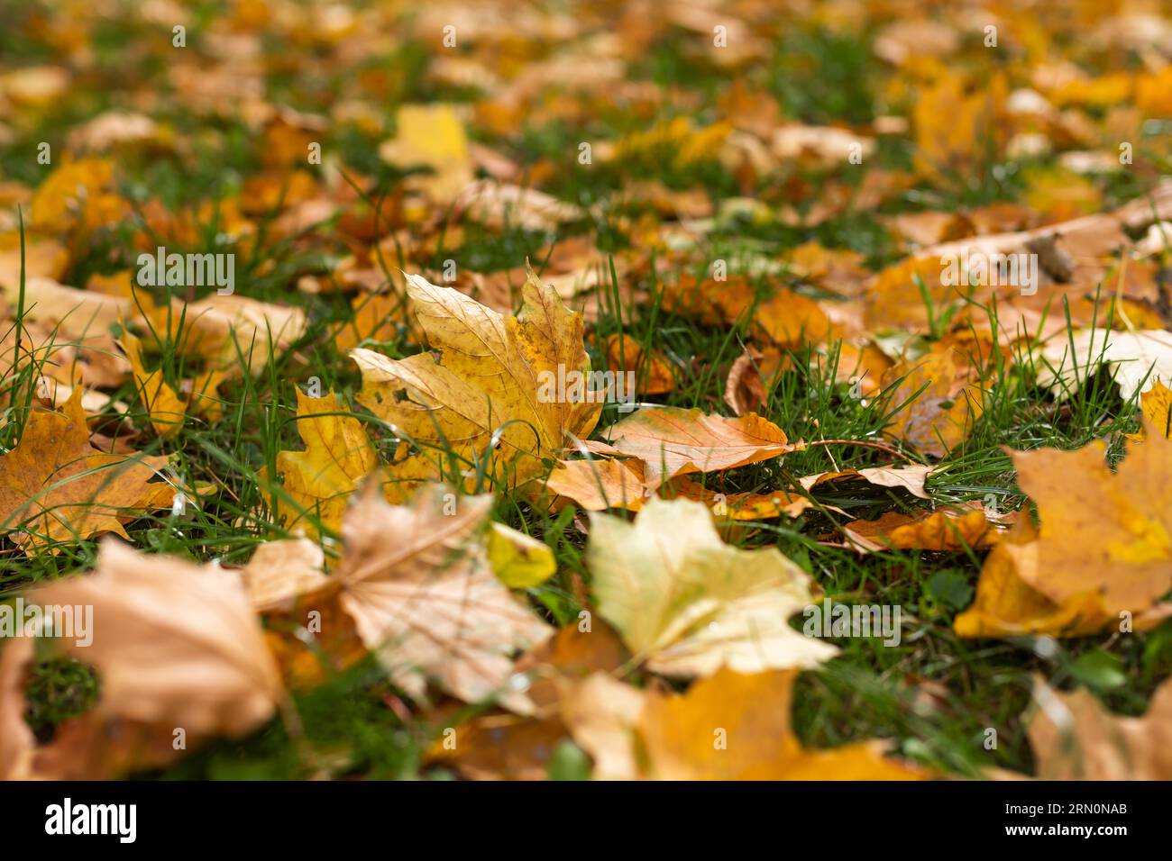 autumn leaves on grass background Stock Photo - Alamy