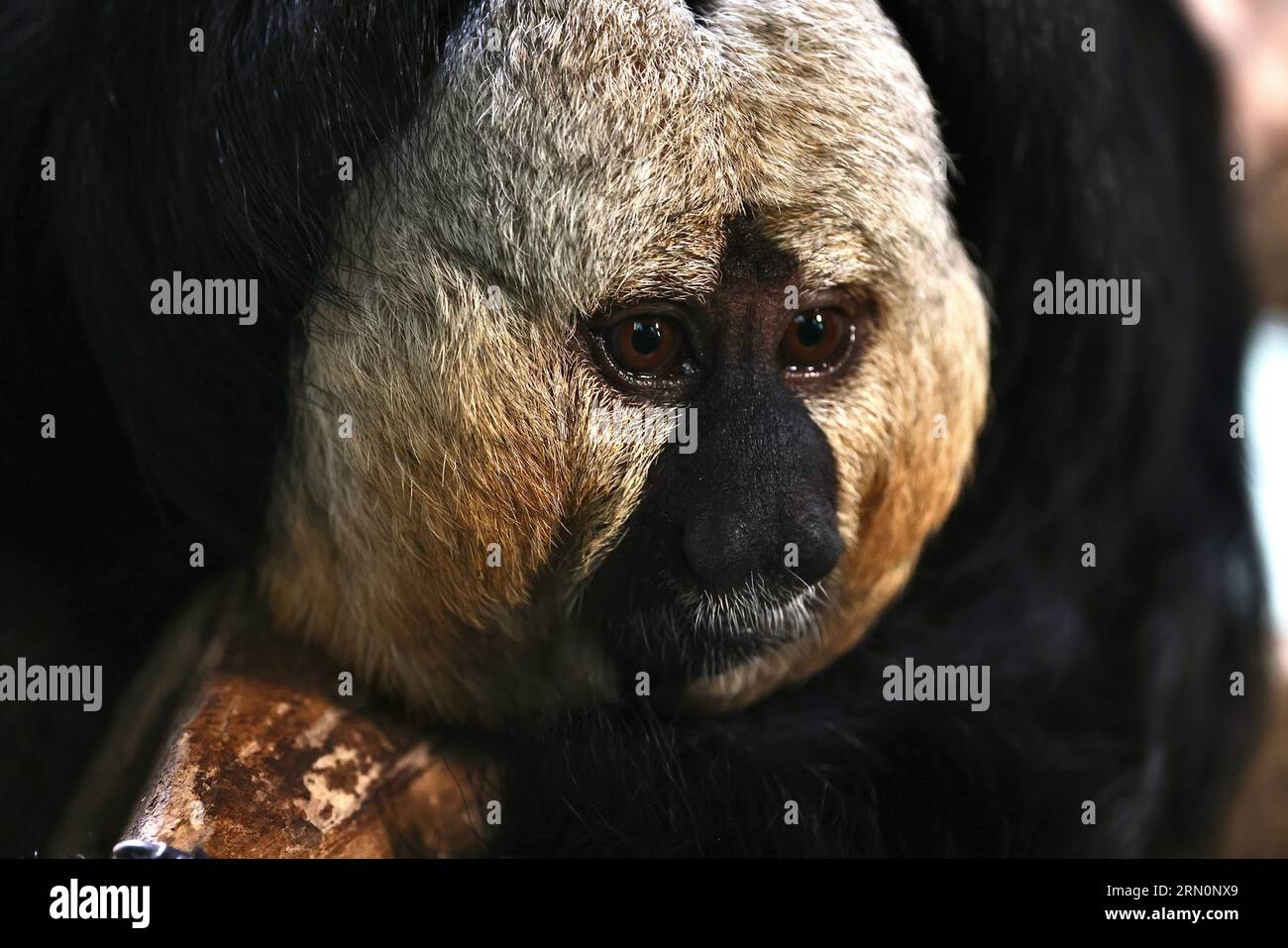 Saki monkey at London Zoo. London, England: LOVABLE images captured at ...