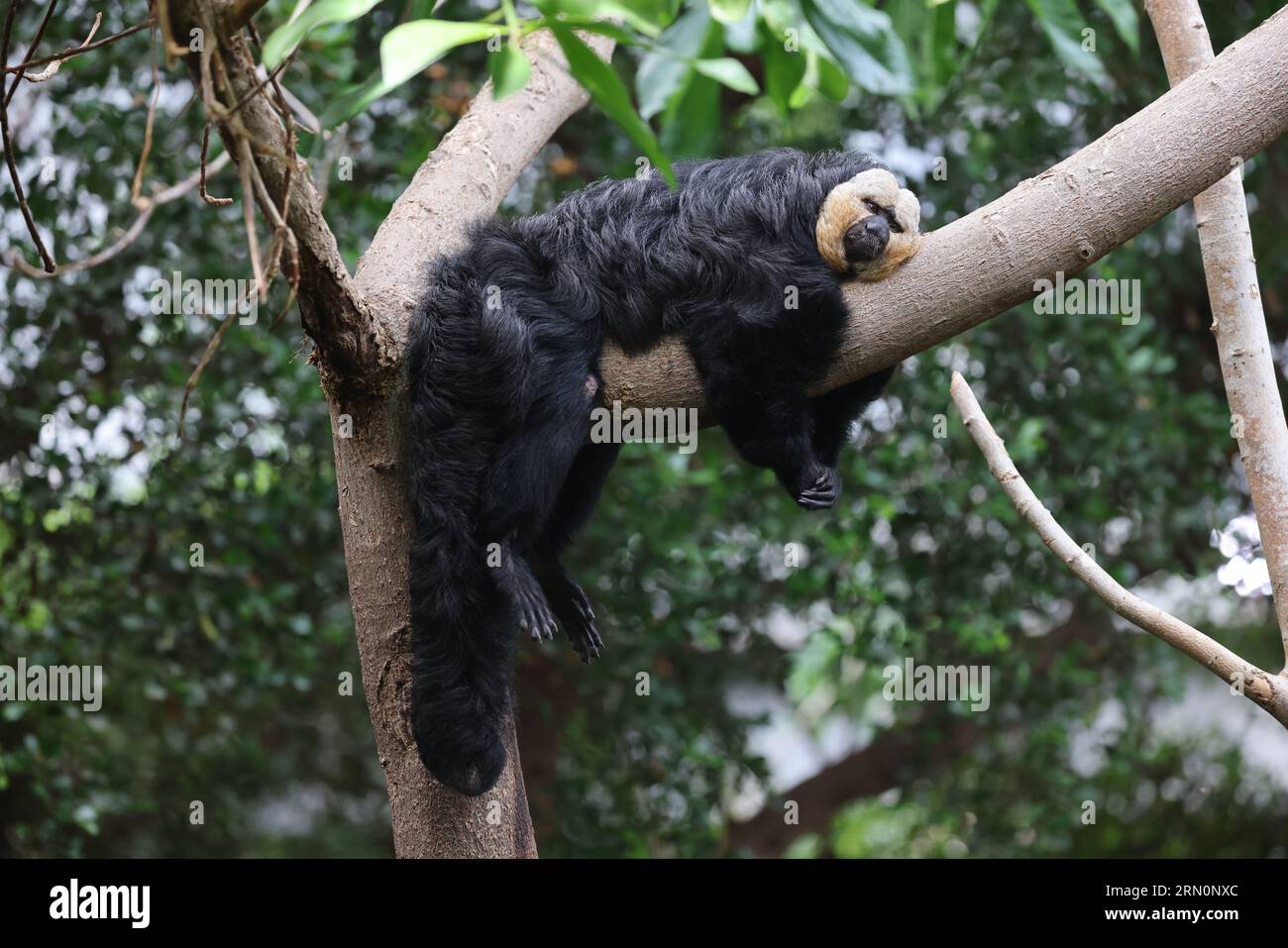 Exhausted dad Milagre takes some time off. London, England: LOVABLE ...