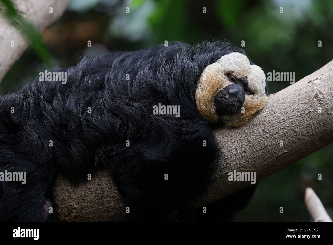 Saki monkeys are native to the tropical rainforests of northern South ...