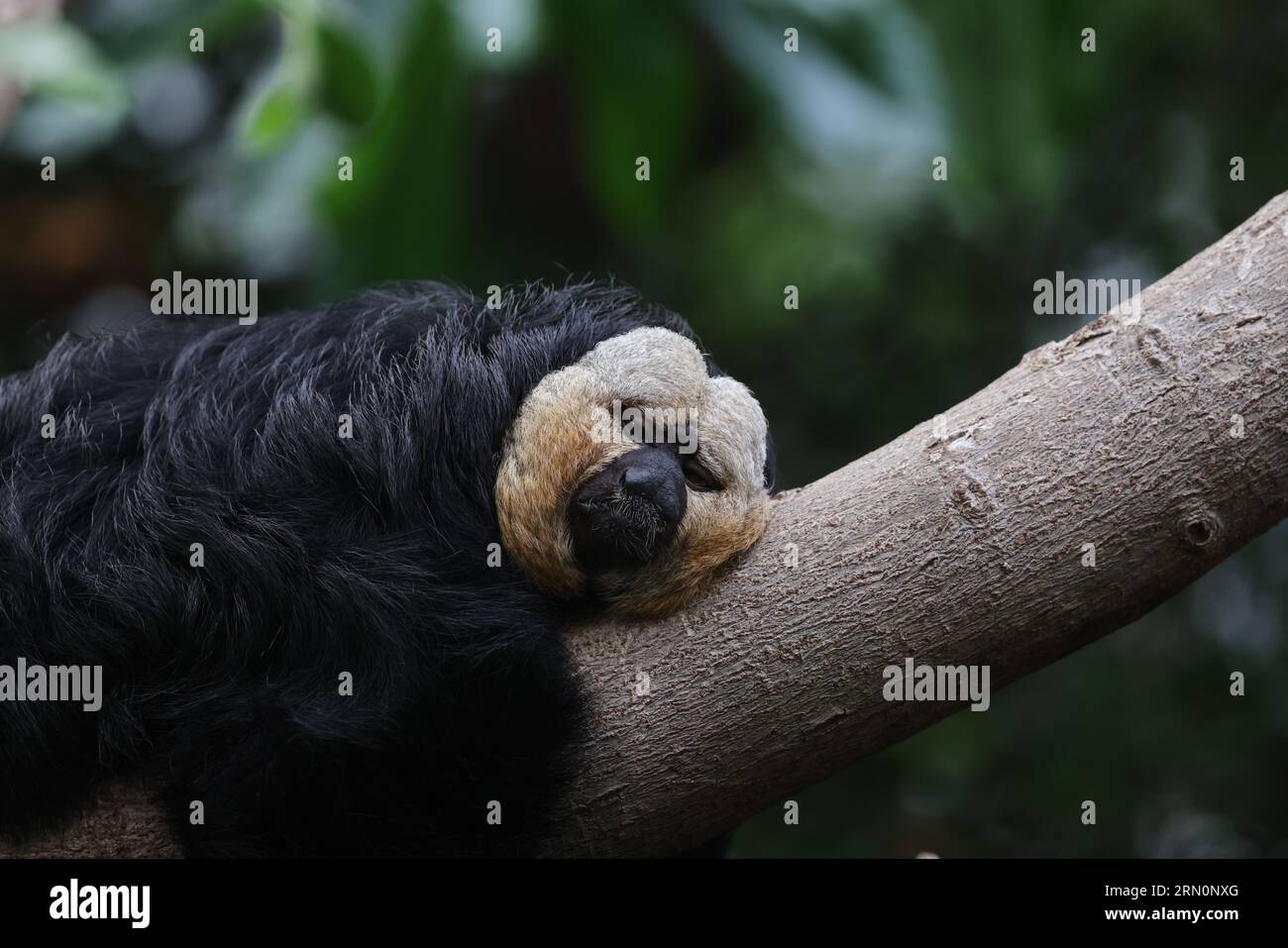 The cute saki monkey family lives in London Zoo?s temperature ...