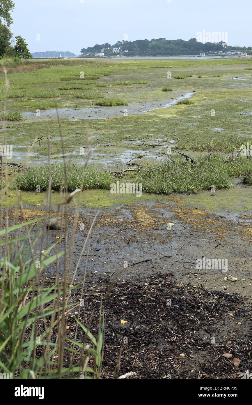View across salt marsh and Le Poul at low tide towards Pointe du Logeo ...